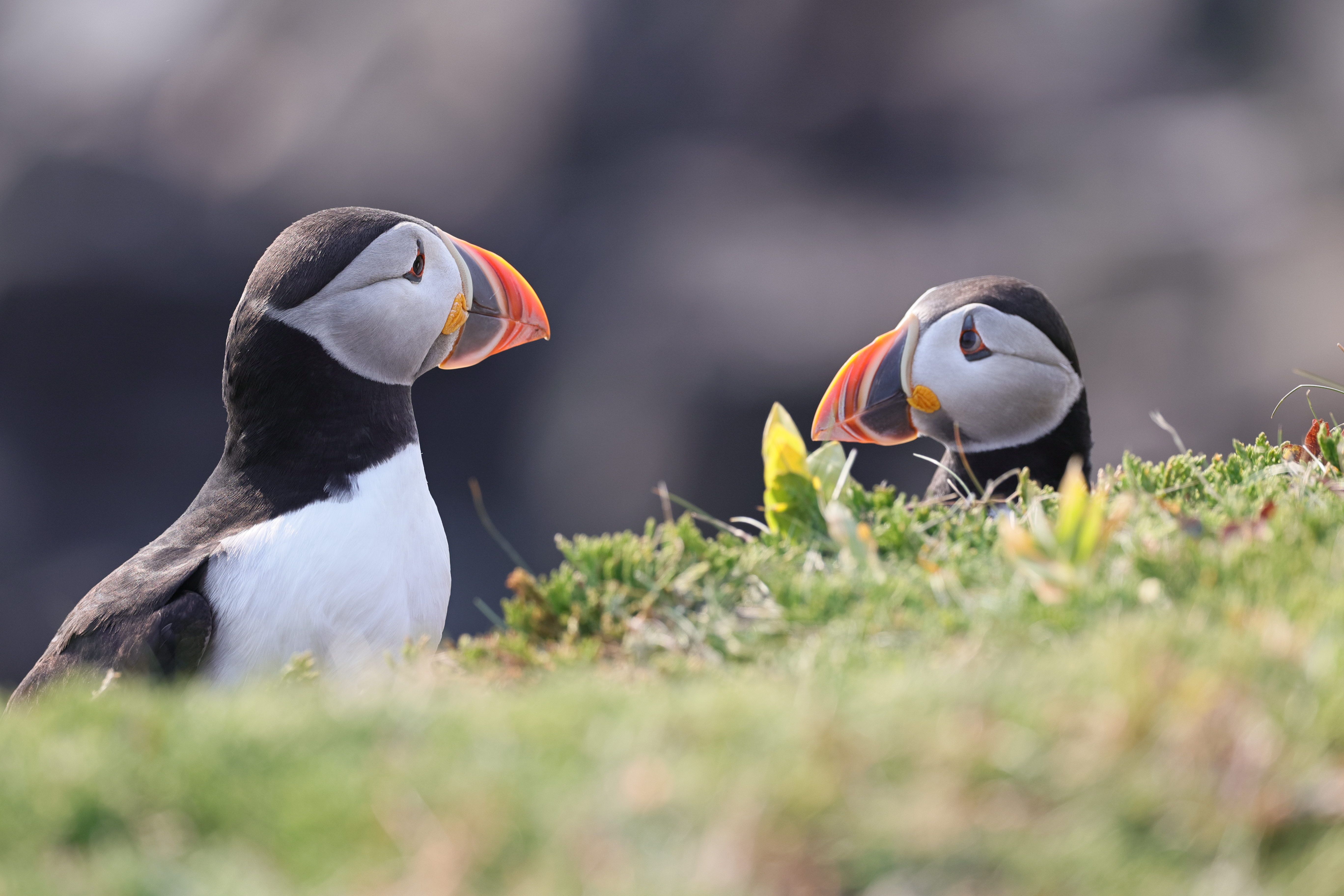 Close-up of Atlantic Puffins on Grassy Cliff · Free Stock Photo