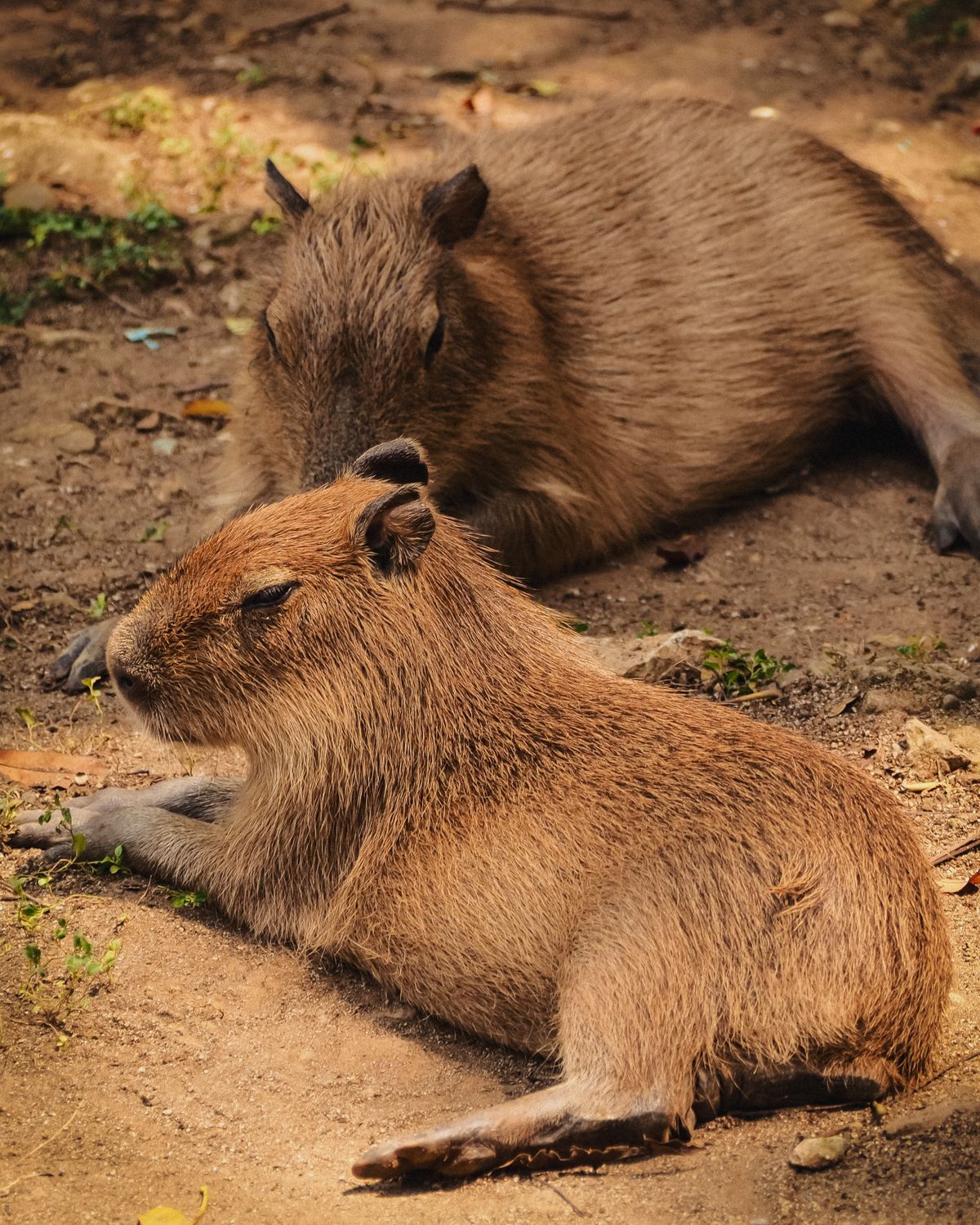 Chibi Capybara Photos, Download The BEST Free Chibi Capybara Stock ...