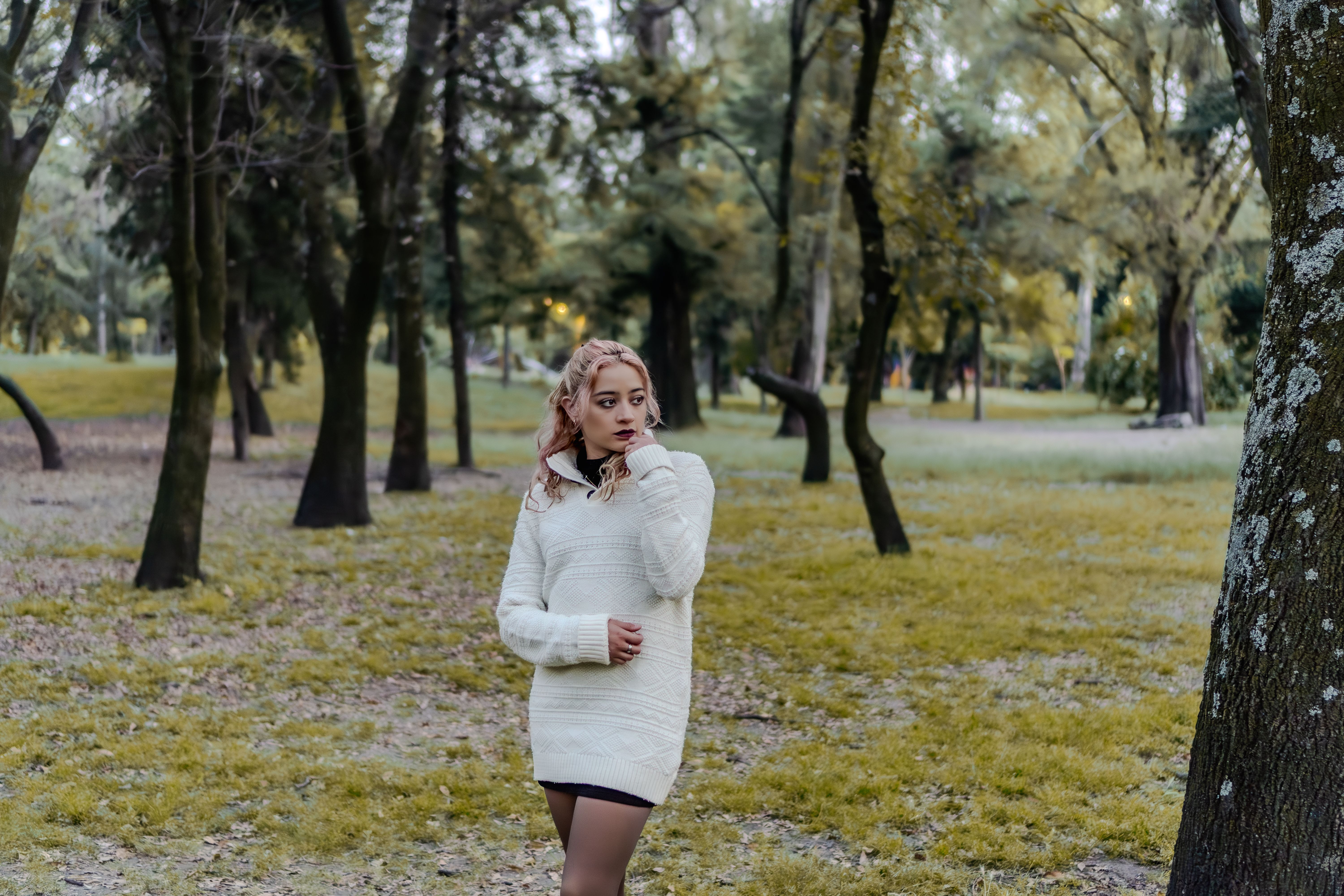 Autumn Walk in a Mexican Forest Park · Free Stock Photo