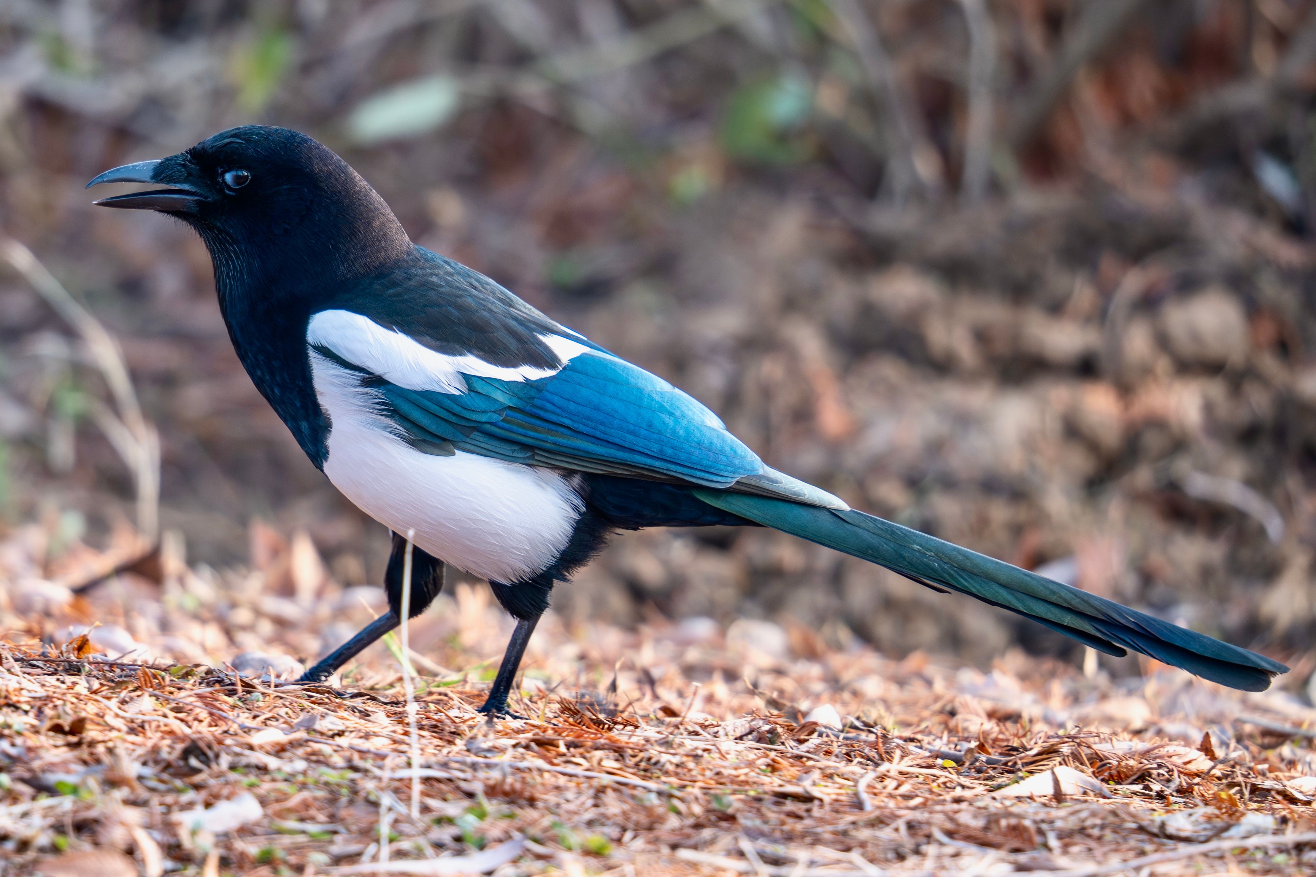 Elegant Eurasian Magpie in Natural Habitat · Free Stock Photo