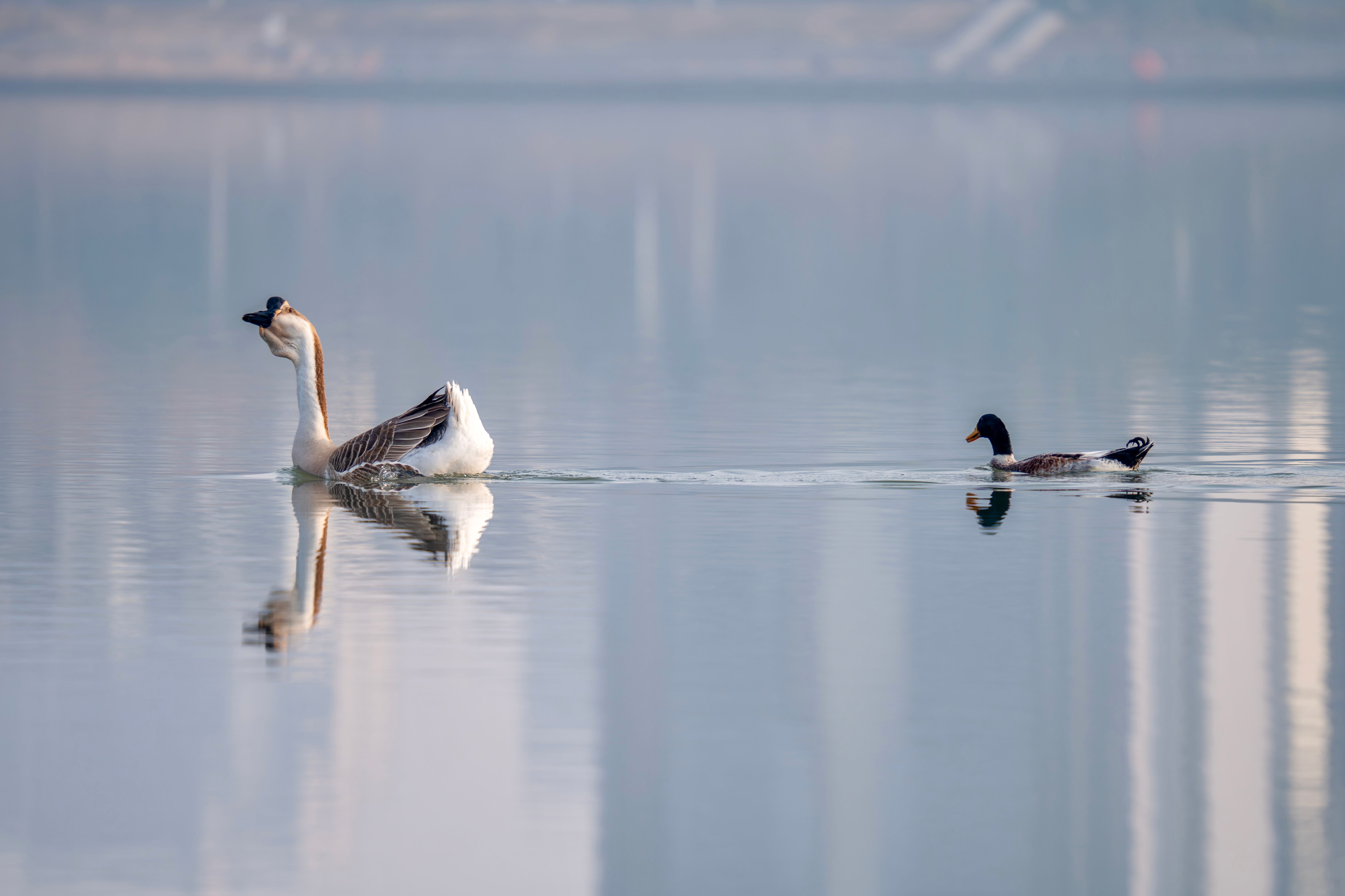 What's the Difference Between a Swan and a Goose? - Chef's Resource