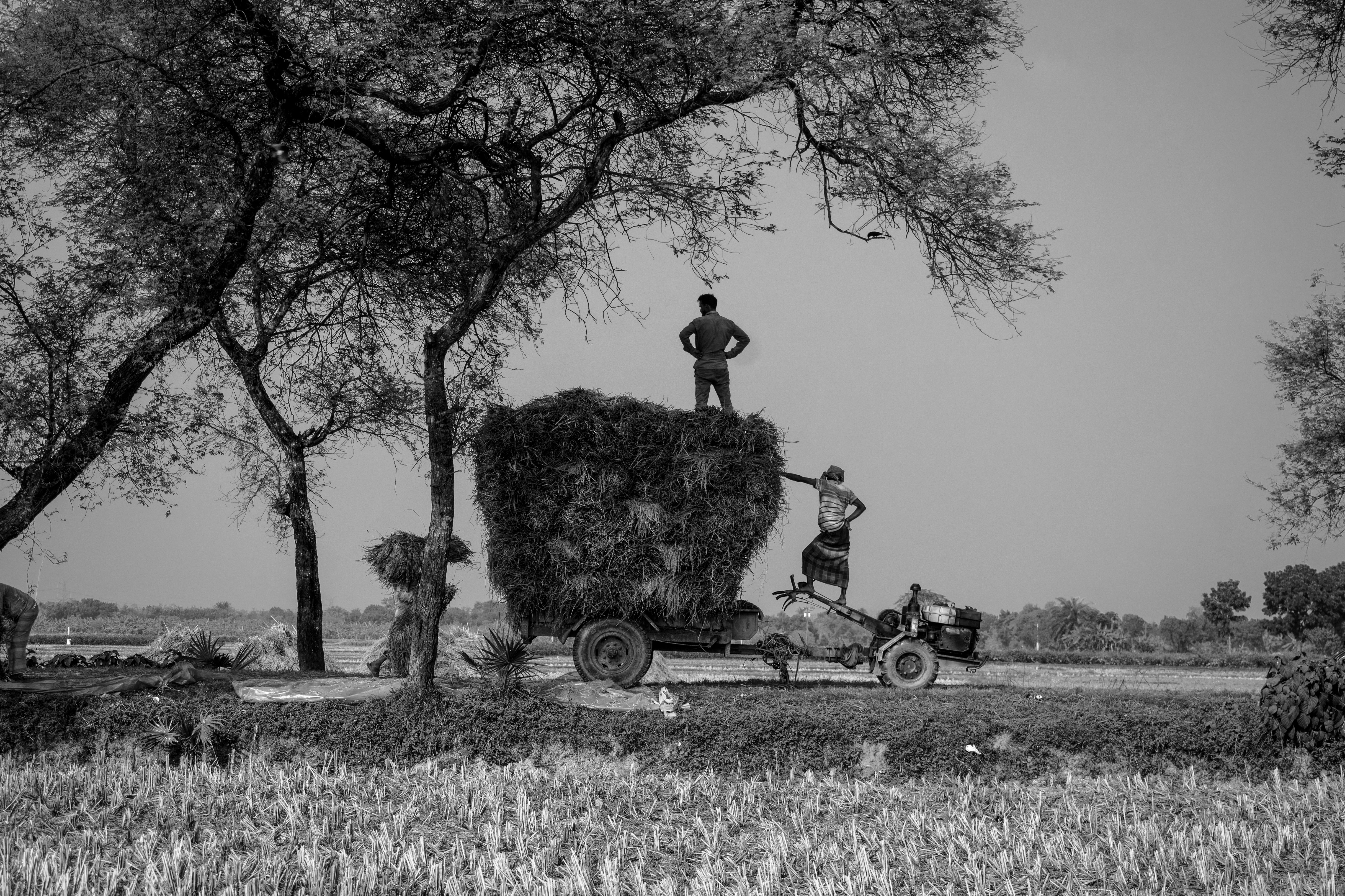 Traditional Farming Scene in Bangladesh · Free Stock Photo