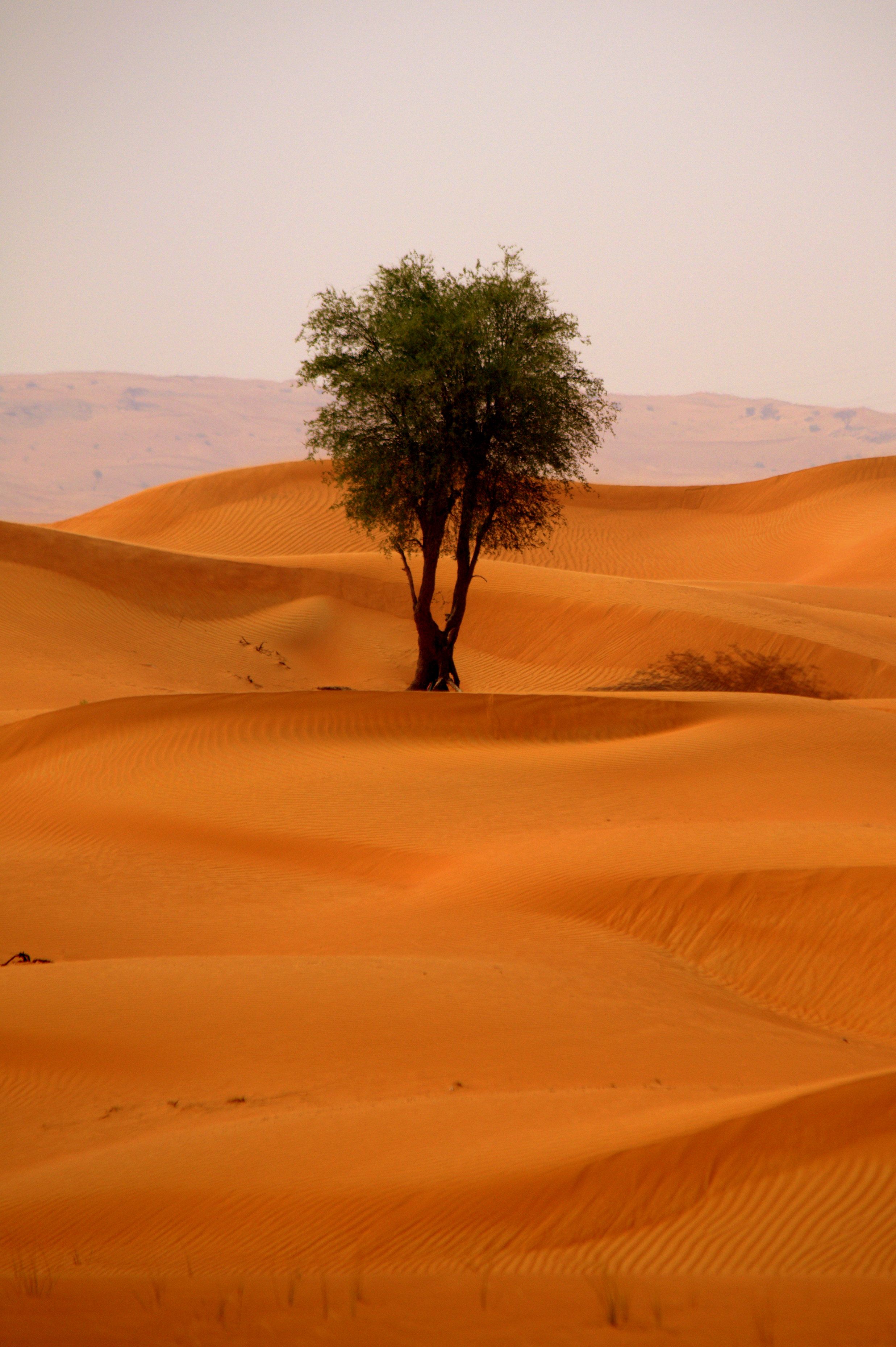 Lone Tree in Al Madam Desert Dunes, UAE · Free Stock Photo
