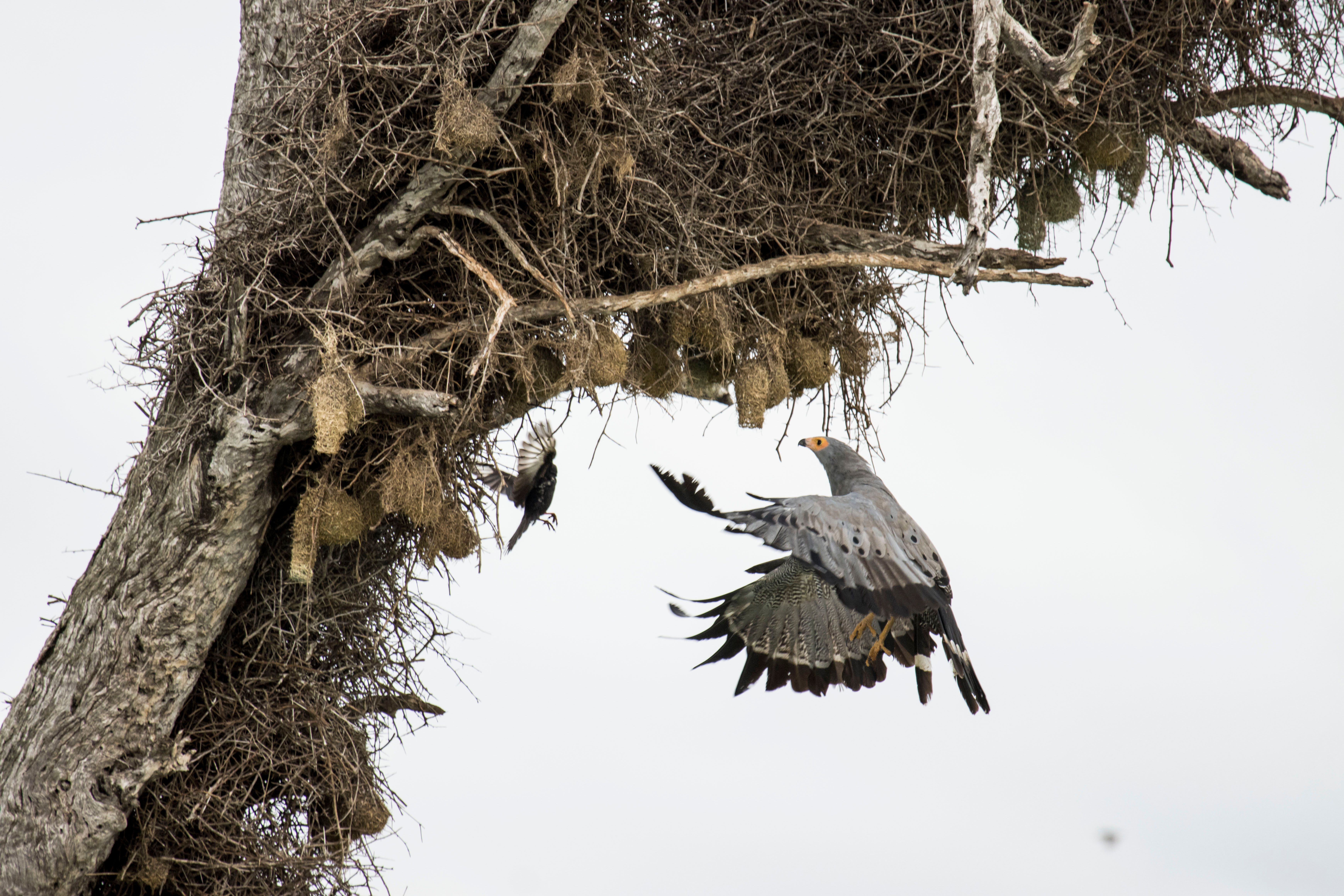 Secretary Bird Landing on a Tree with Nests · Free Stock Photo