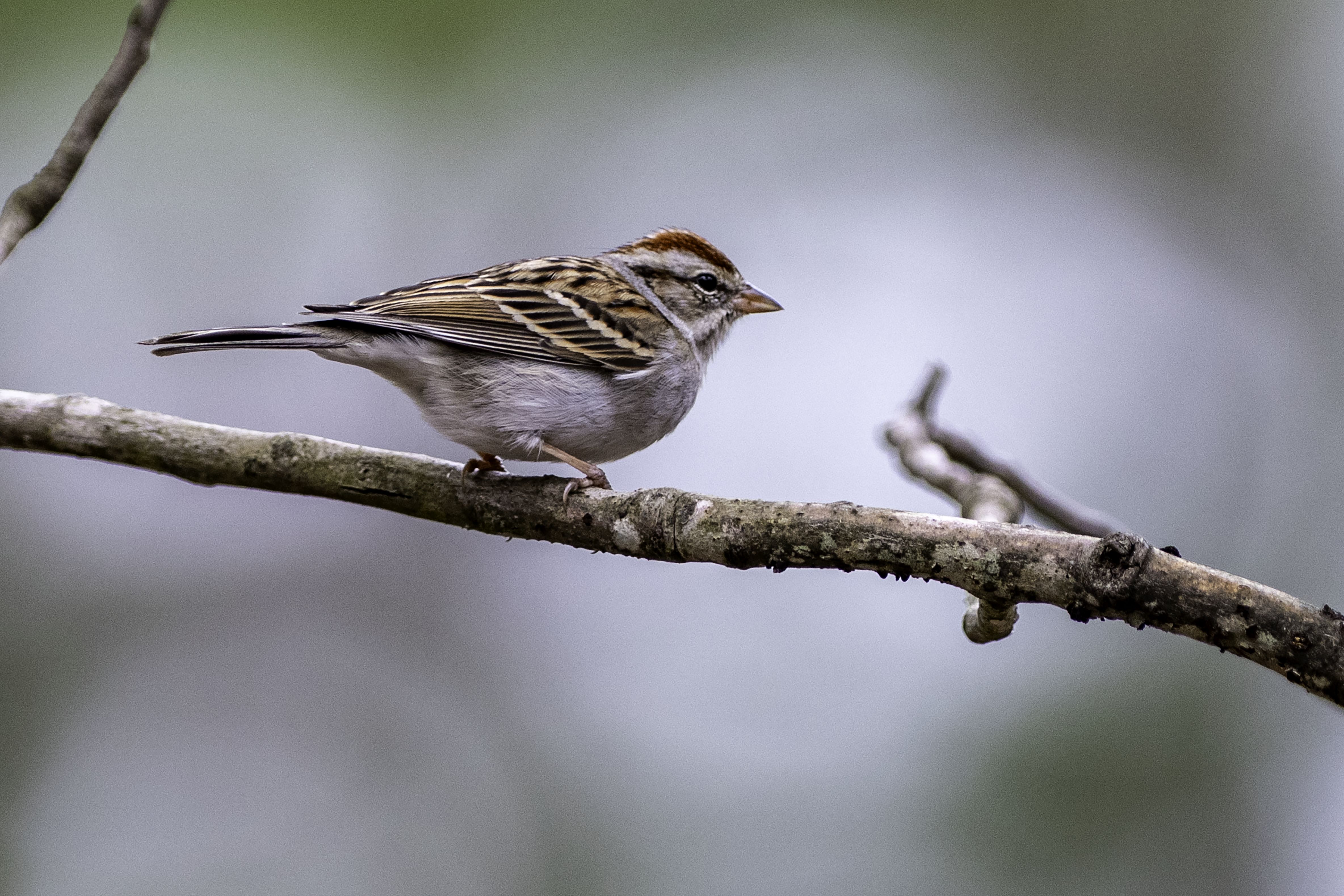 Sparrows+On+A+Branch+Enjoy+Spring+Blooms Photos, Download The BEST Free ...