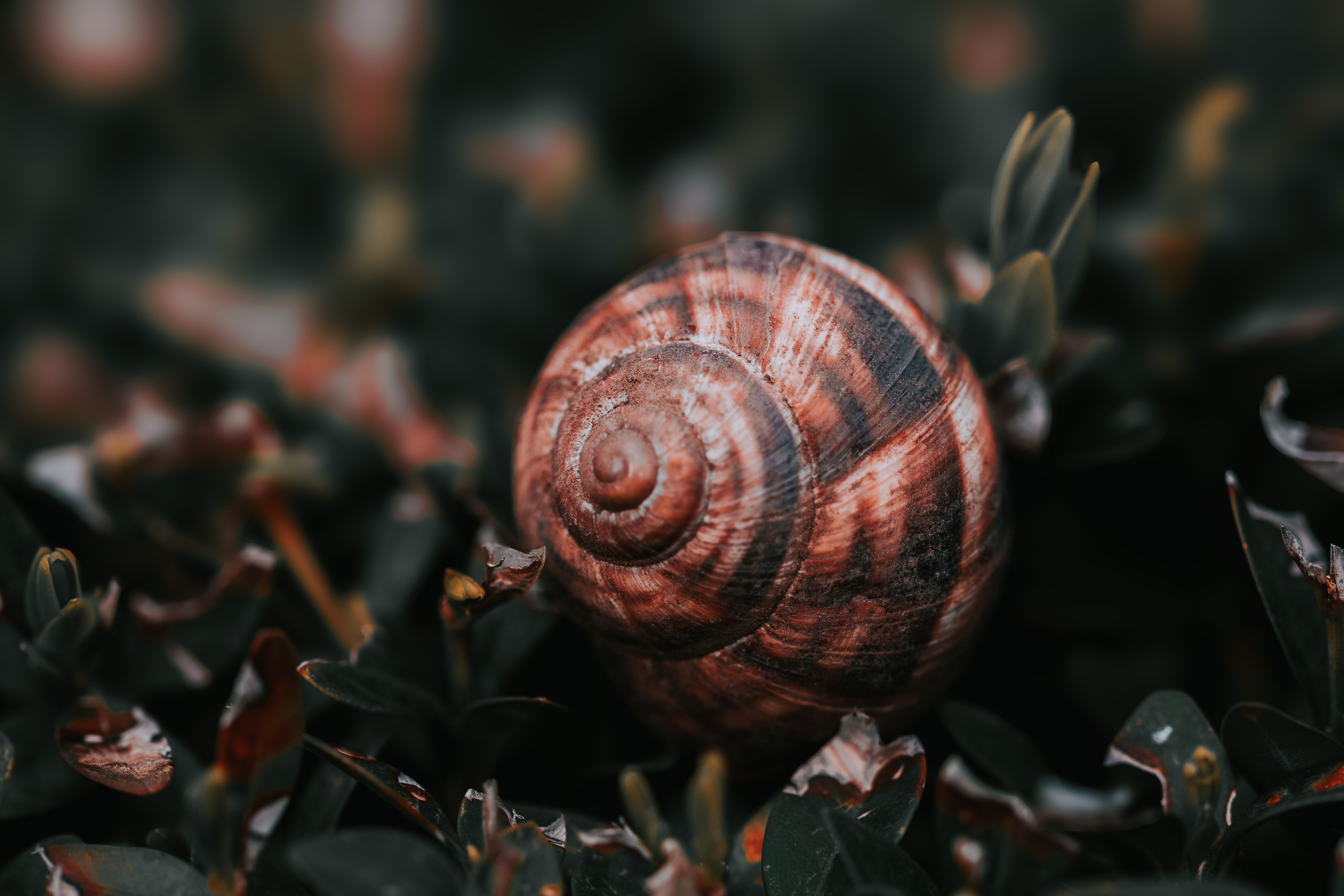 Plant Growing In Snail Shell Photos, Download The BEST Free Plant ...