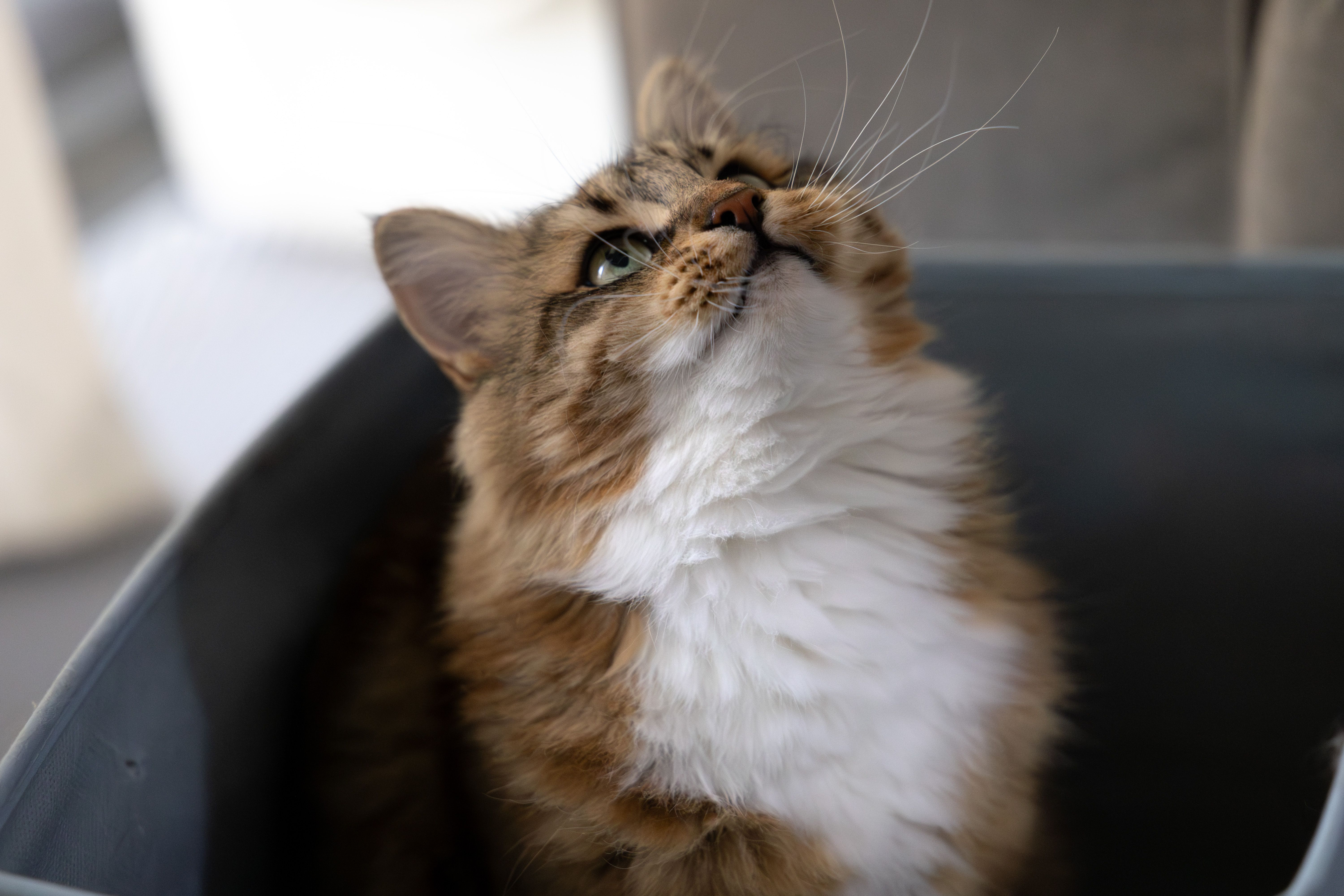 Close-up of Fluffy Tabby Cat Looking Up · Free Stock Photo