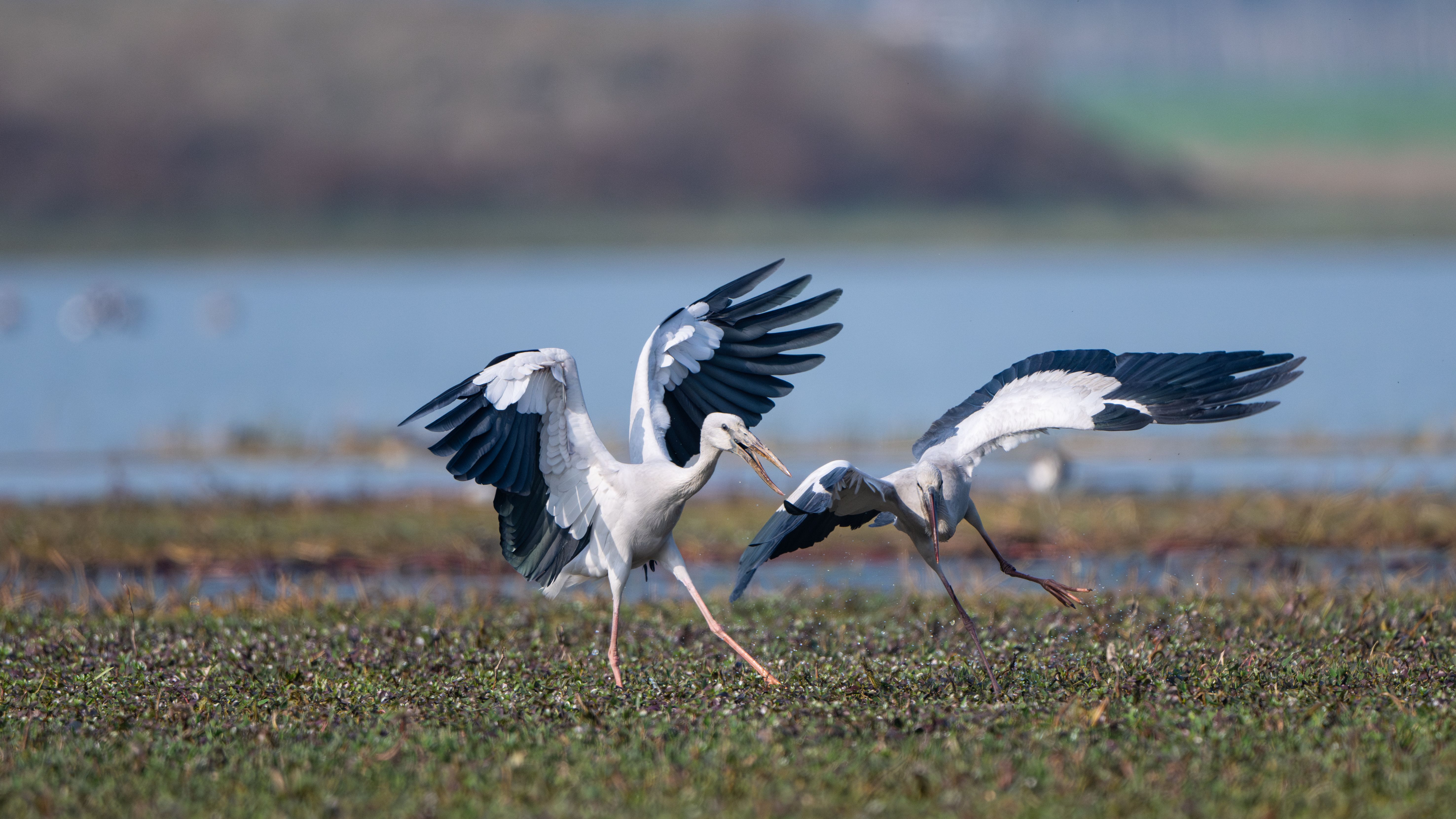 Storks Landing In Wetlands Photos, Download The BEST Free Storks ...