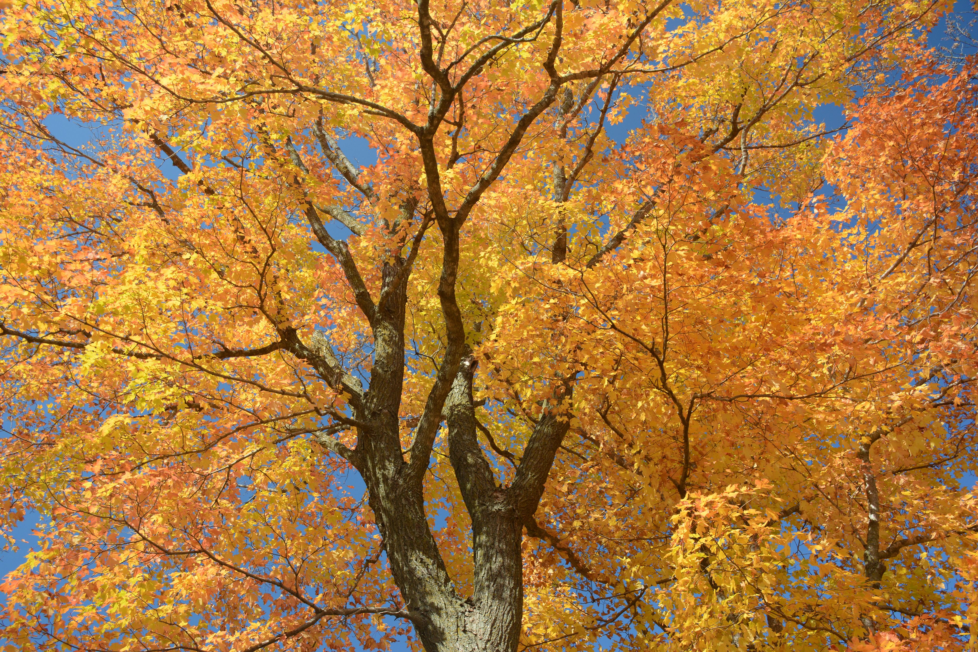 Stunning Fall Foliage of Maple Tree in Minnesota · Free Stock Photo