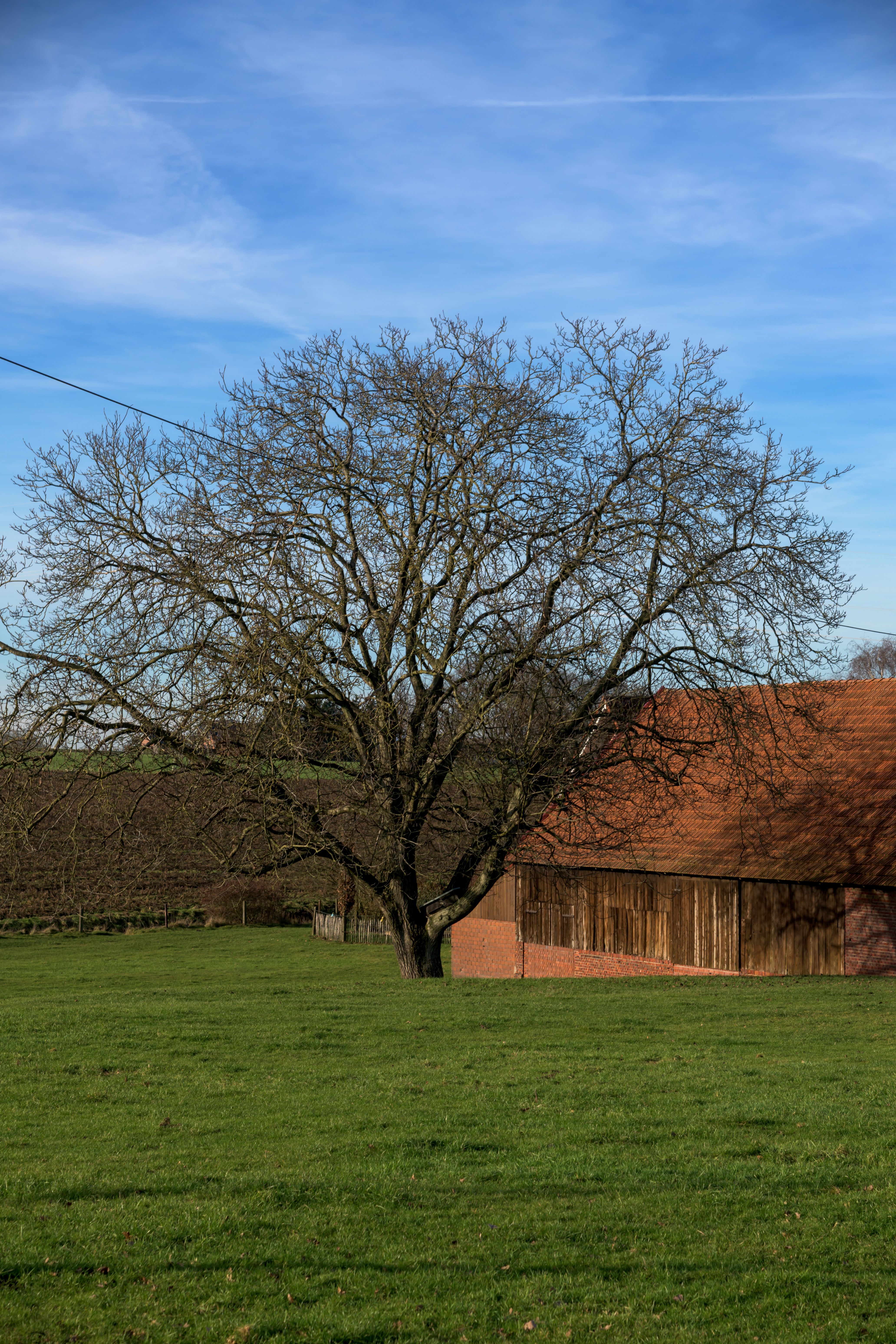 Idyllic Rural Scene with Barn and Tree in Coesfeld · Free Stock Photo