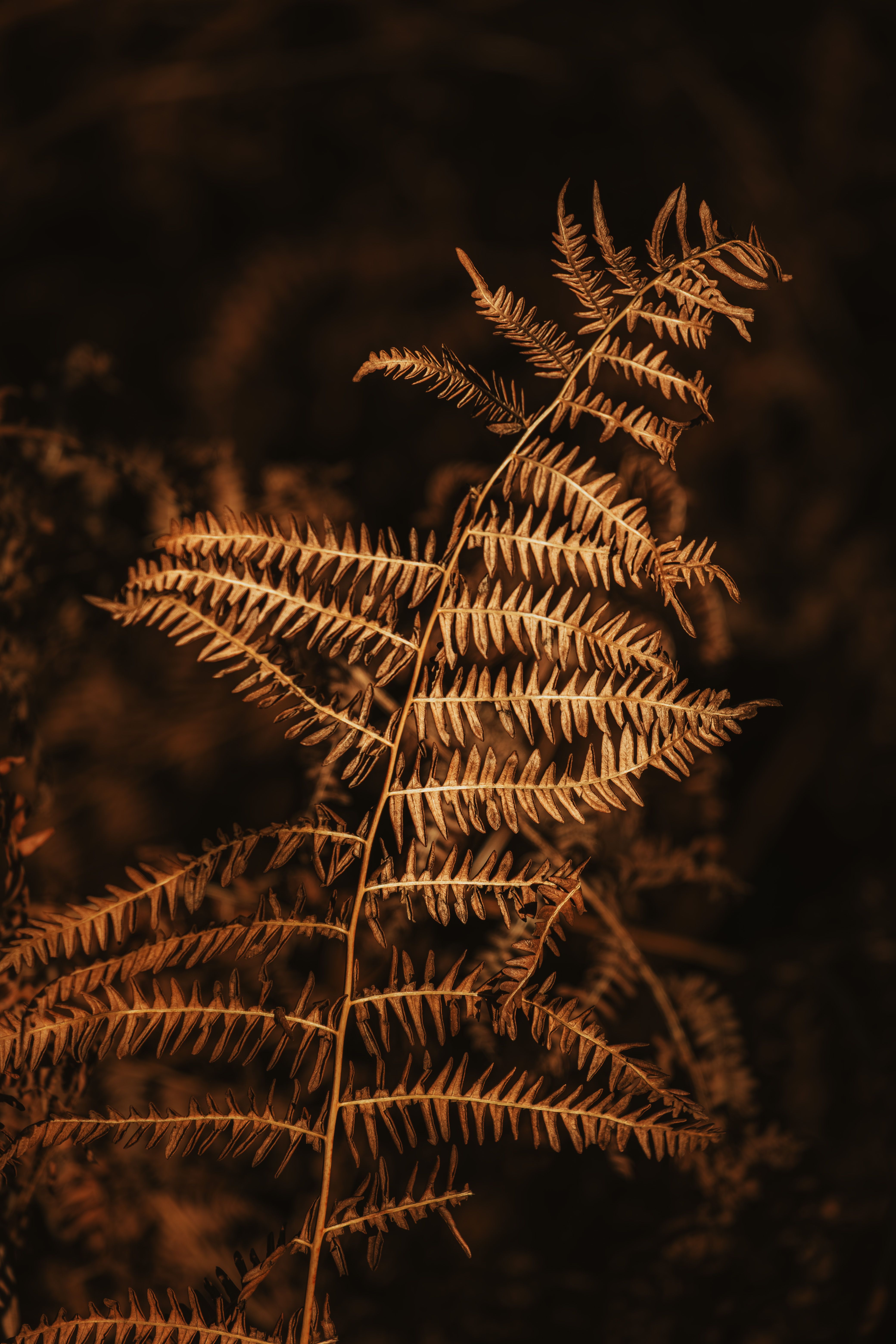 Close-up of Dry Fern with Warm Lighting · Free Stock Photo