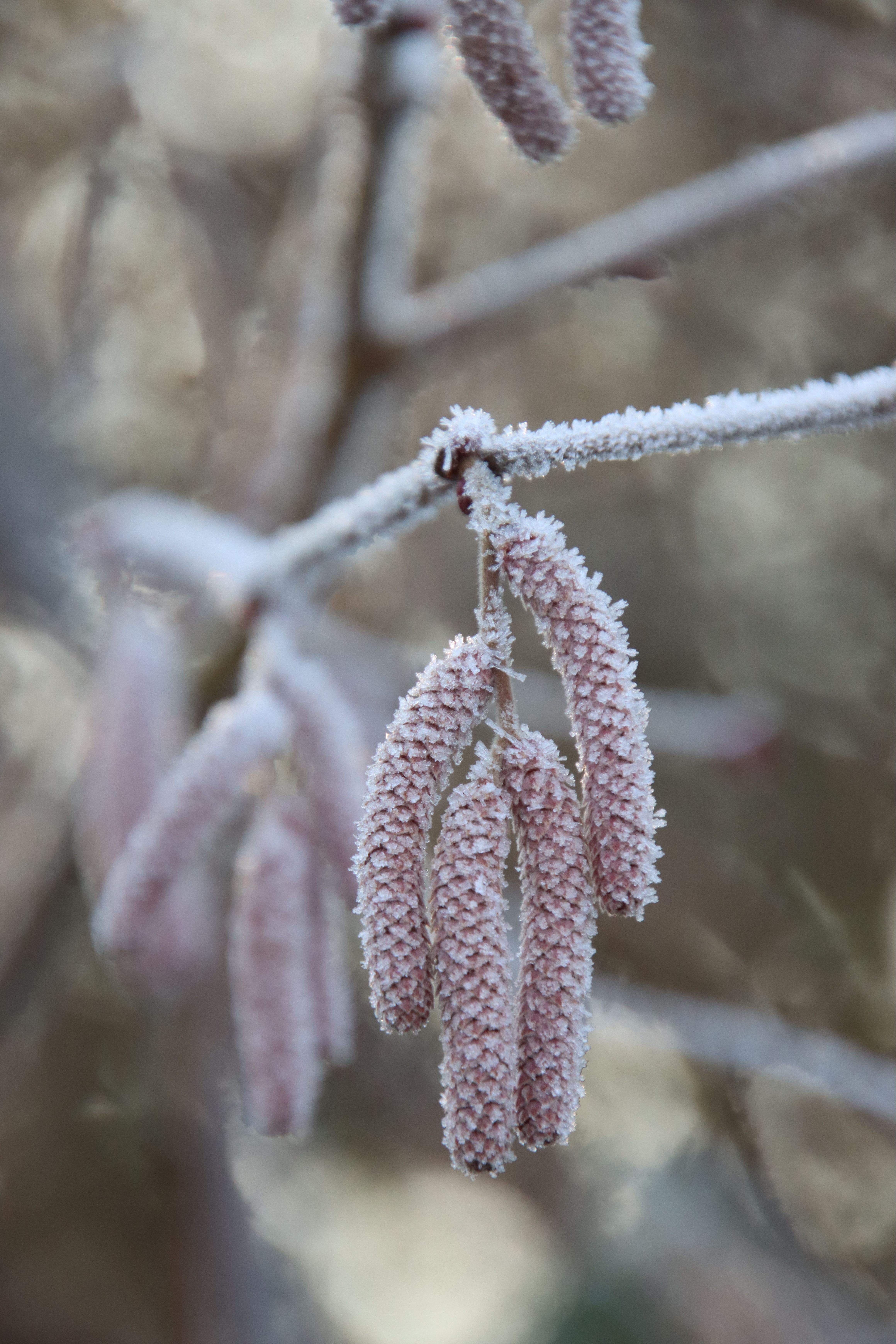 Frost-Covered Hazel Catkins in Winter · Free Stock Photo