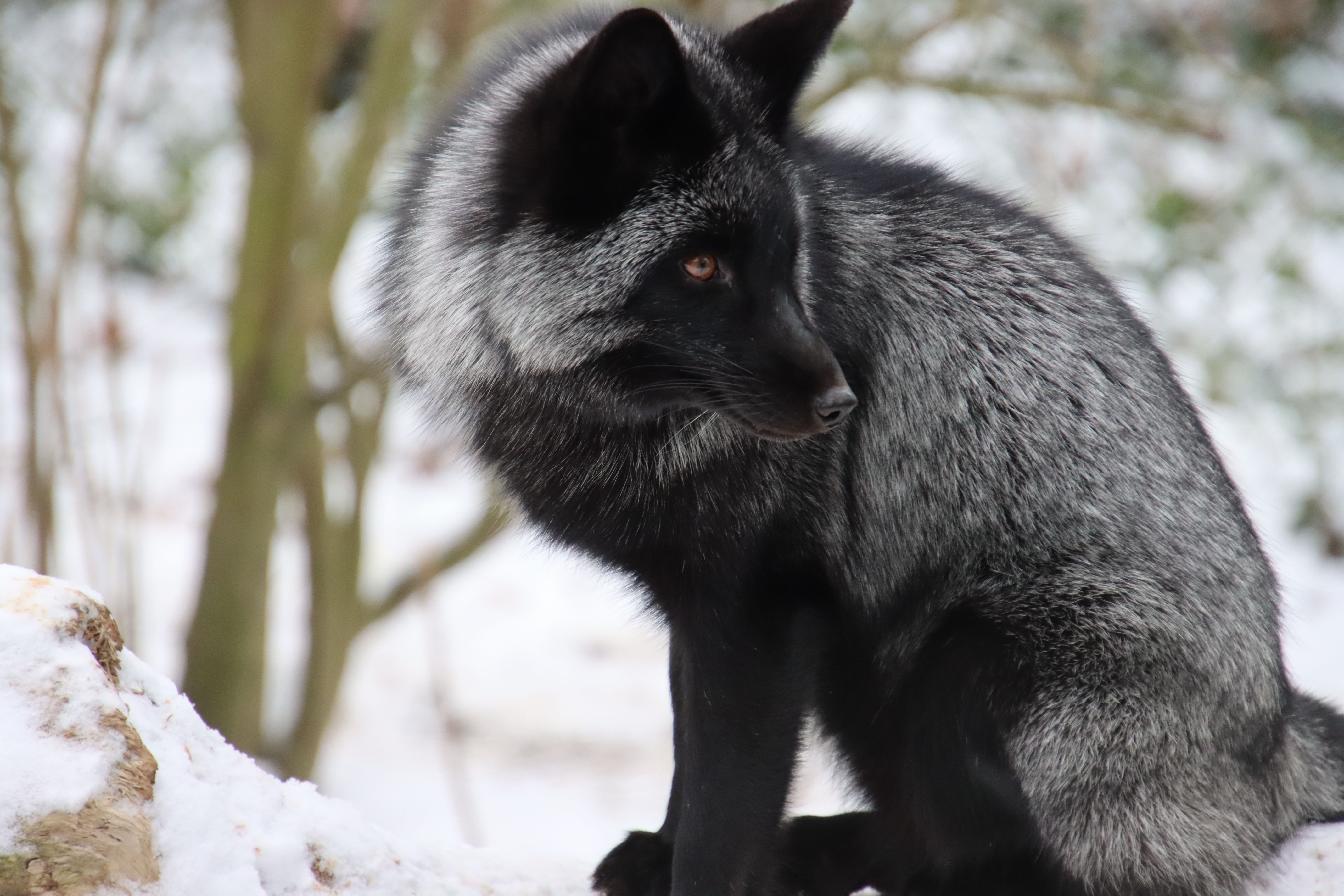 Majestic Silver Fox in Snowy Winter Scene · Free Stock Photo