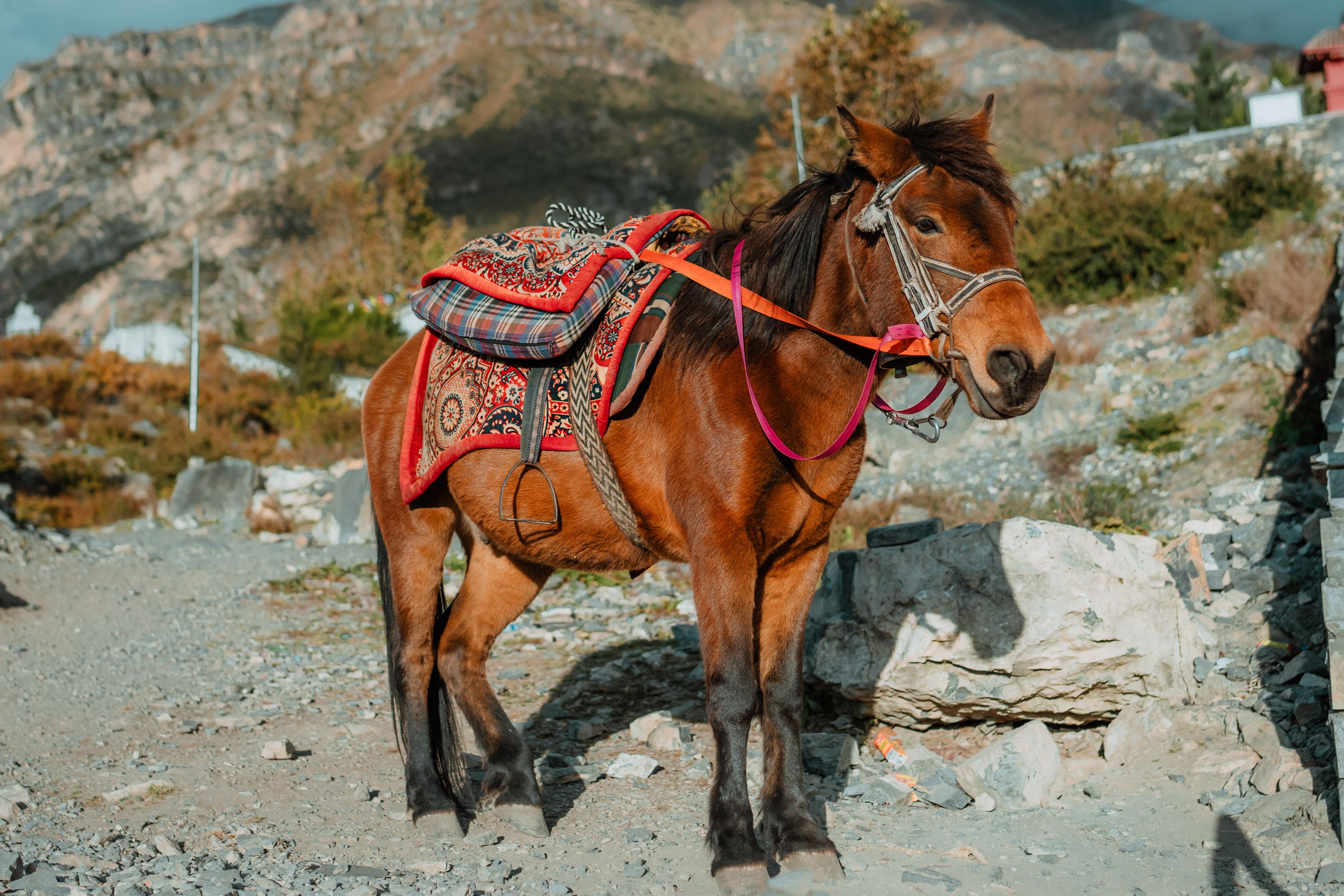 Saddled Horse Standing in Rocky Mountain Terrain · Free Stock Photo