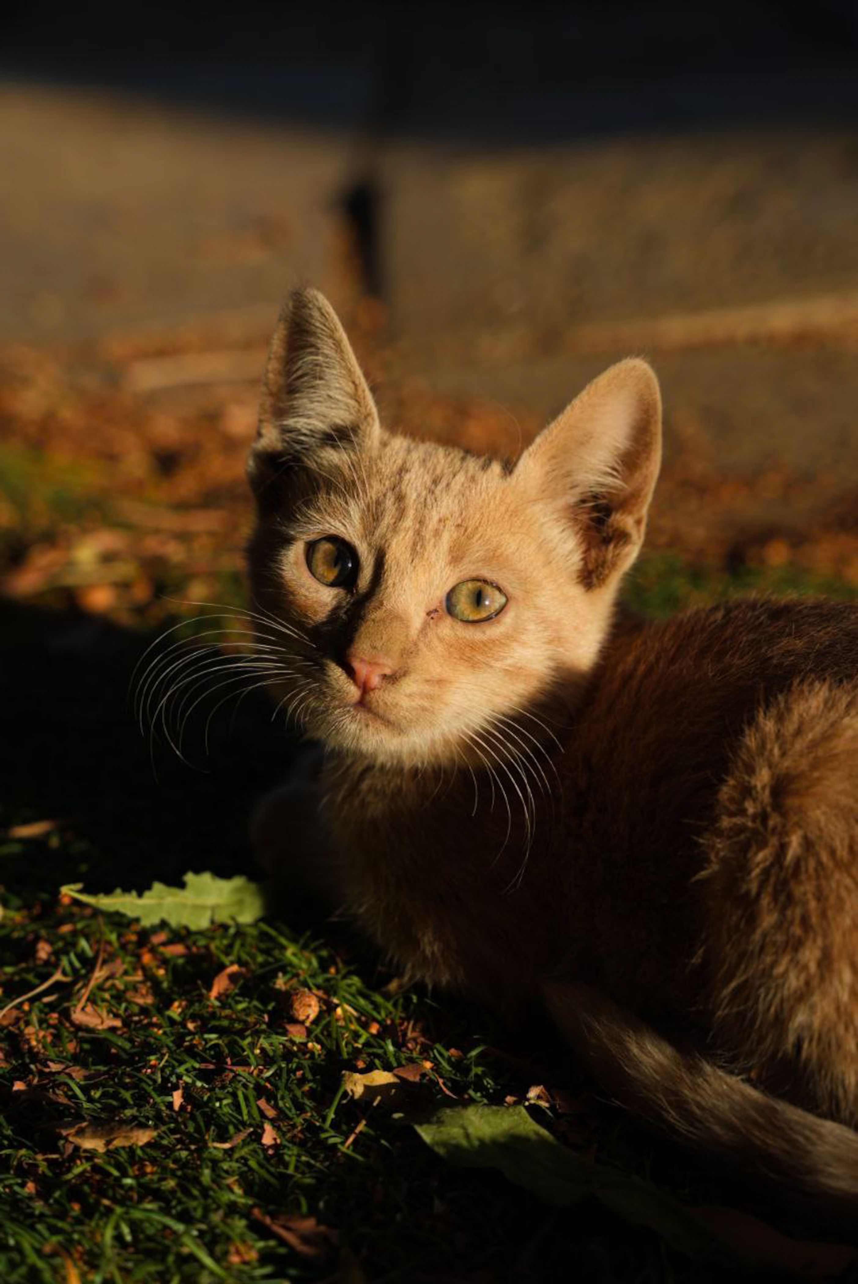 Cute Kitten in Warm Sunlight Outdoors · Free Stock Photo
