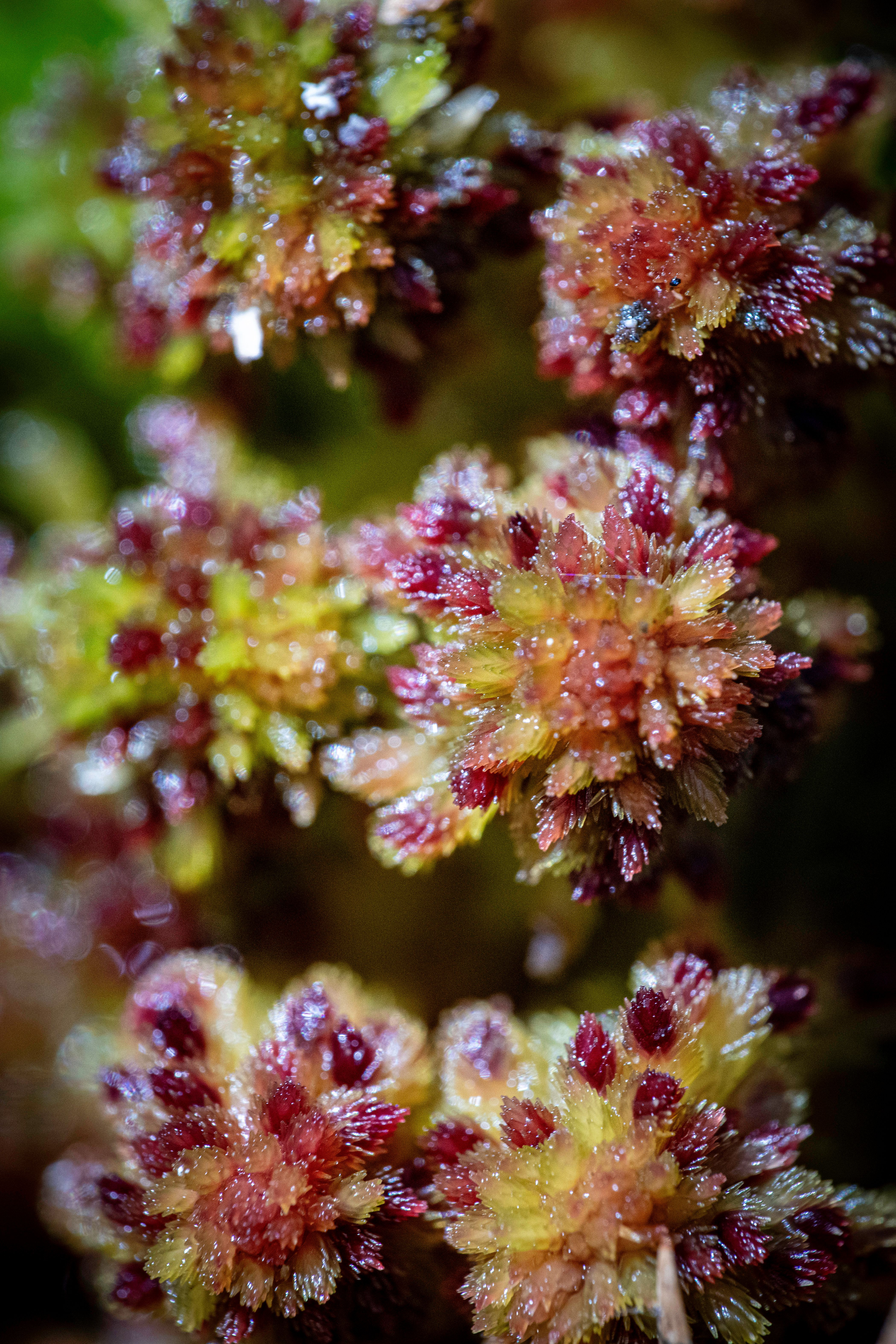 Macro Shot of Colorful Bog Moss Close-Up · Free Stock Photo
