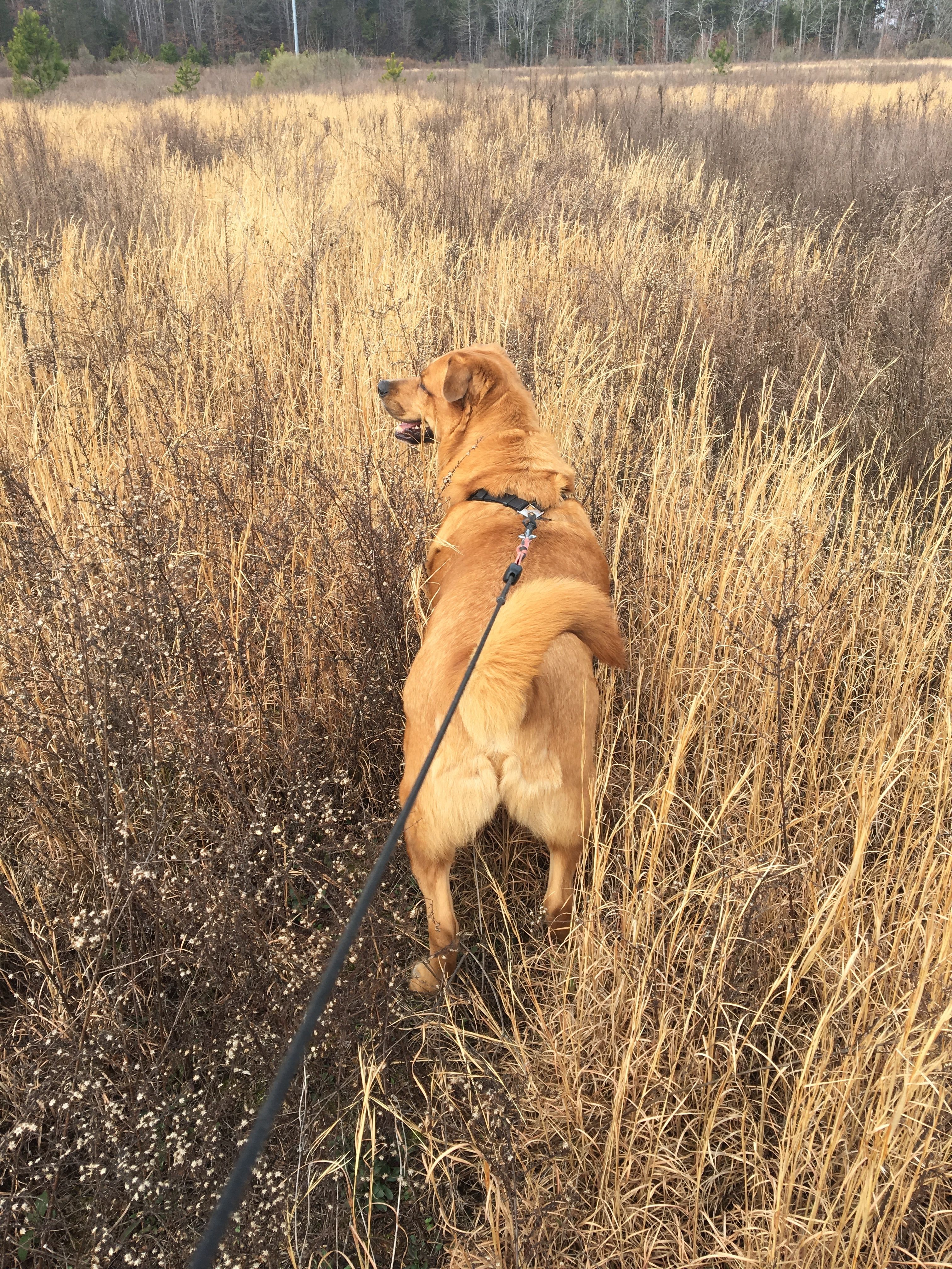 Free stock photo of carol king butler, dog in the field, dog matching ...