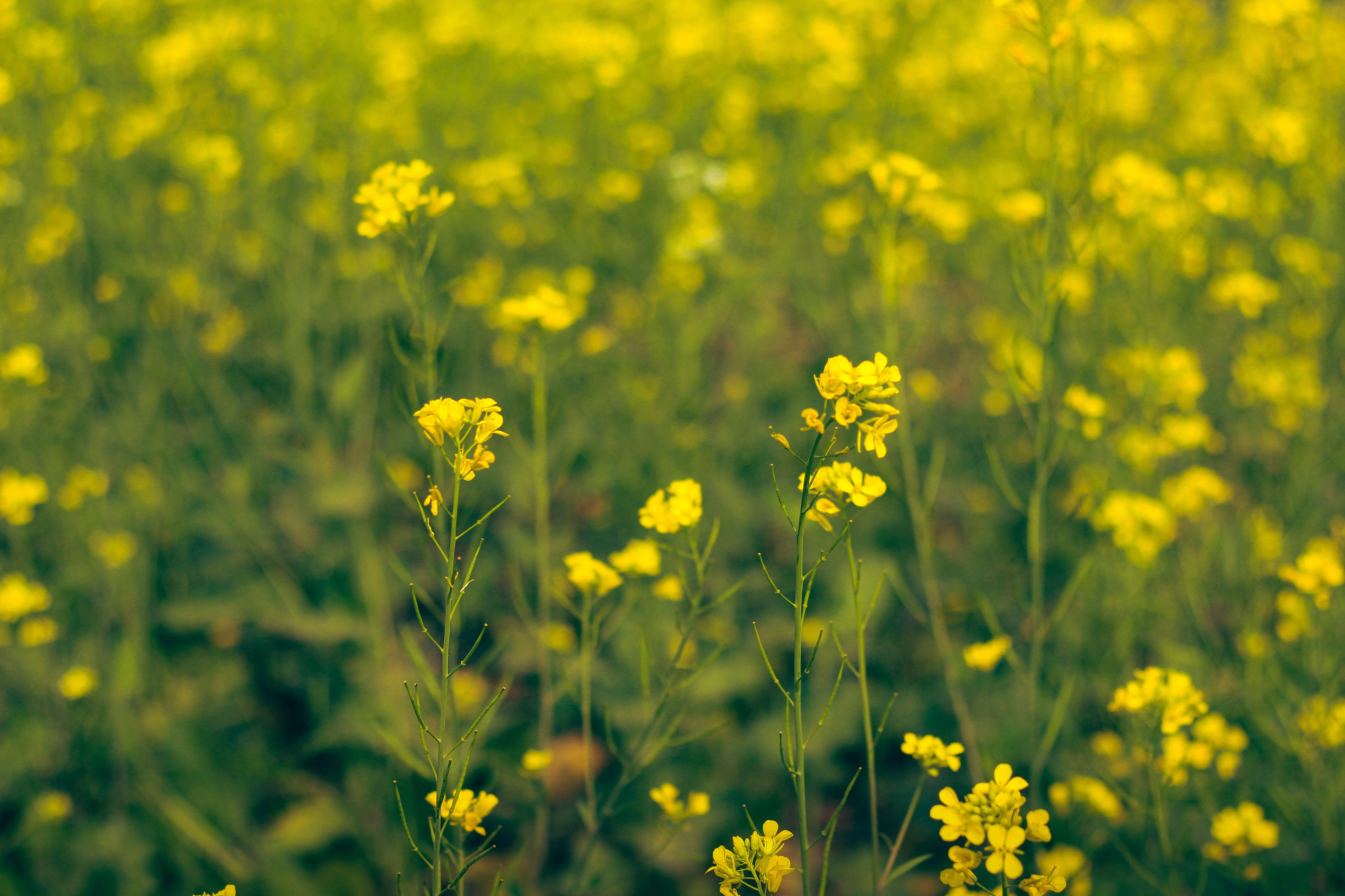 Mustard Field Of Bangladesh Photos, Download The BEST Free Mustard ...