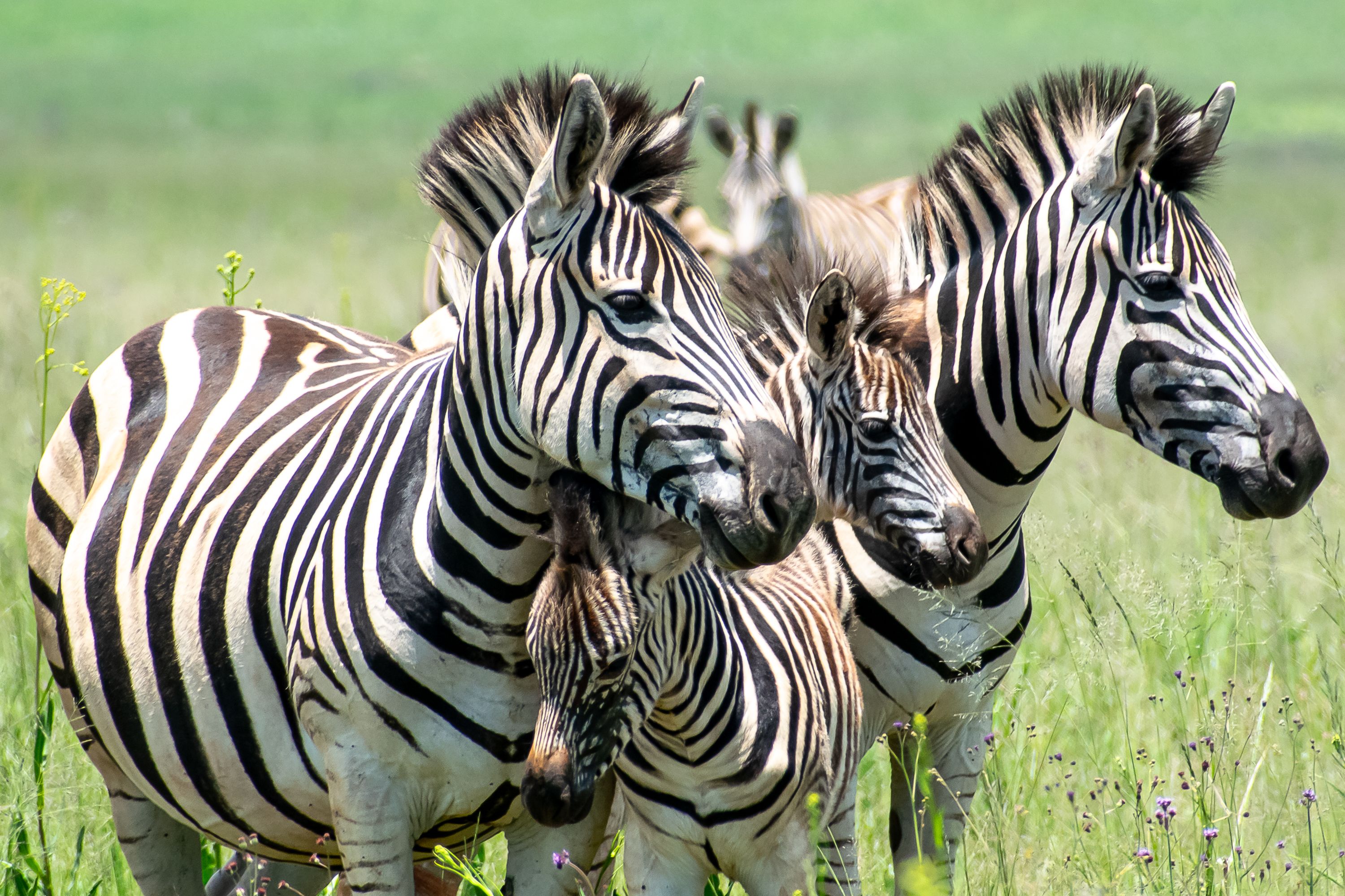 Close-up of Plains Zebras in South Africa · Free Stock Photo