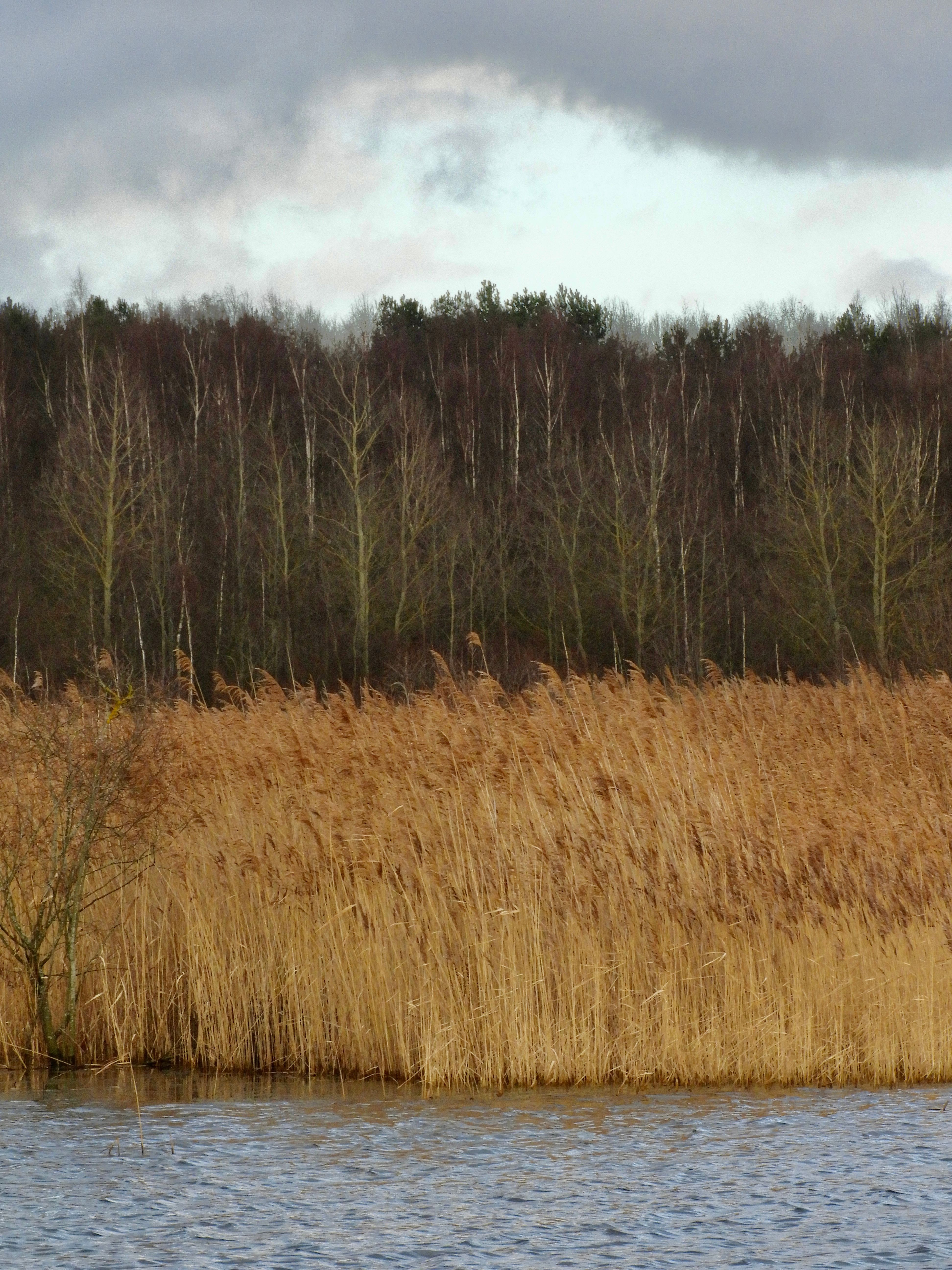 Tranquil Lakeside and Reed Landscape · Free Stock Photo