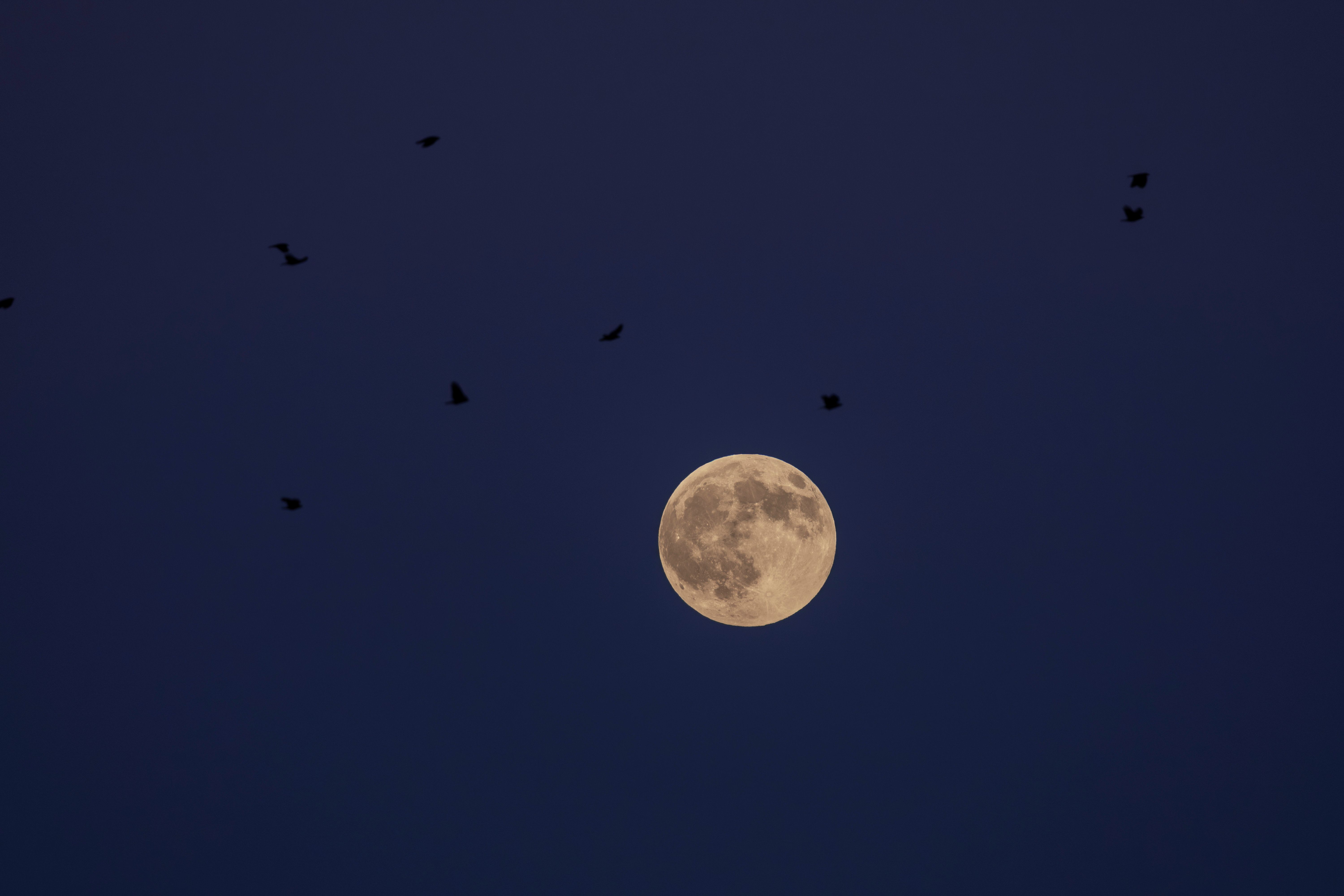 Birds Flying Across a Full Moon at Dusk in Türkiye · Free Stock Photo