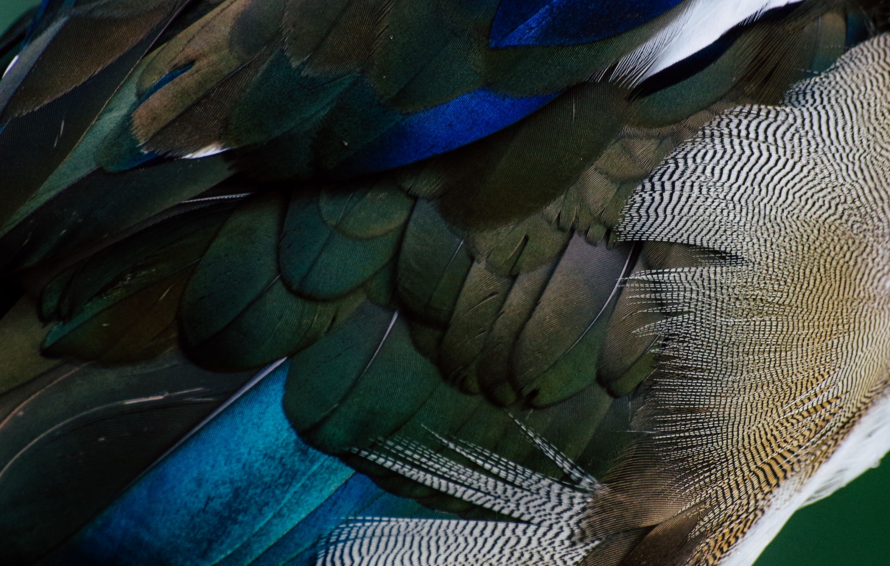 Close-up of Colorful Bird Feathers in Detail · Free Stock Photo