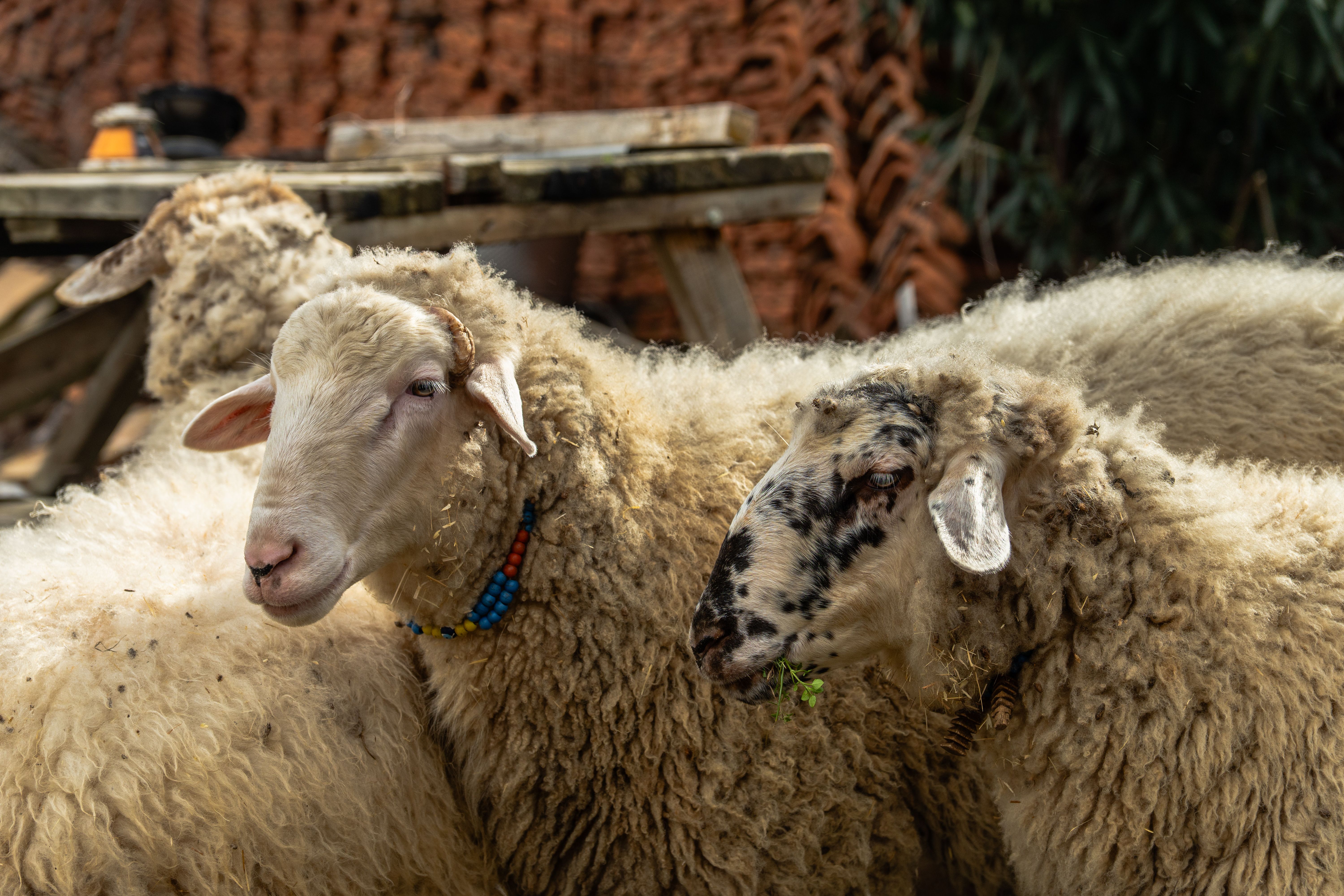 Close-up of Sheep with Colorful Beads in Outdoor Setting · Free Stock Photo