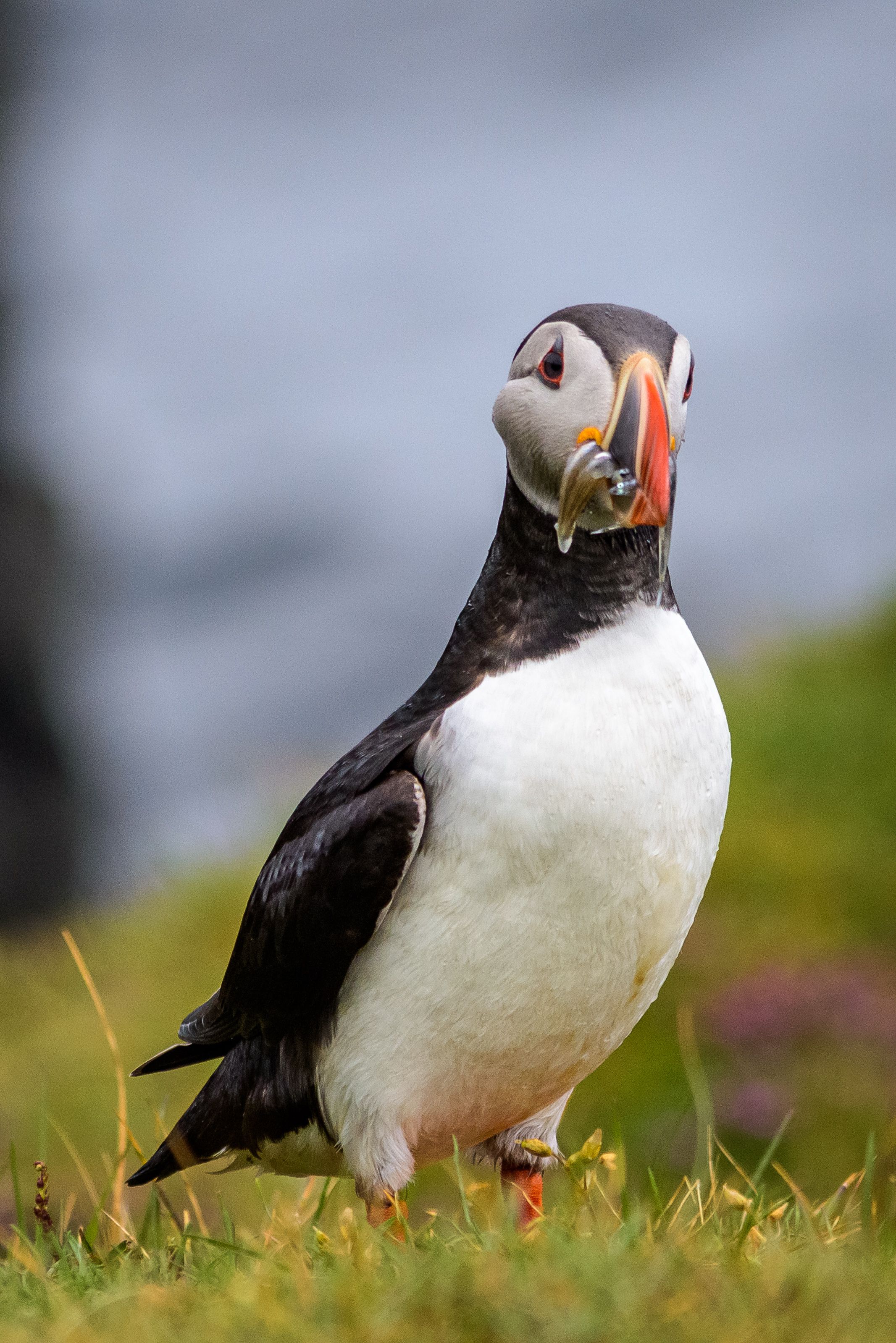 Colorful Atlantic Puffin with Catch on Grass · Free Stock Photo