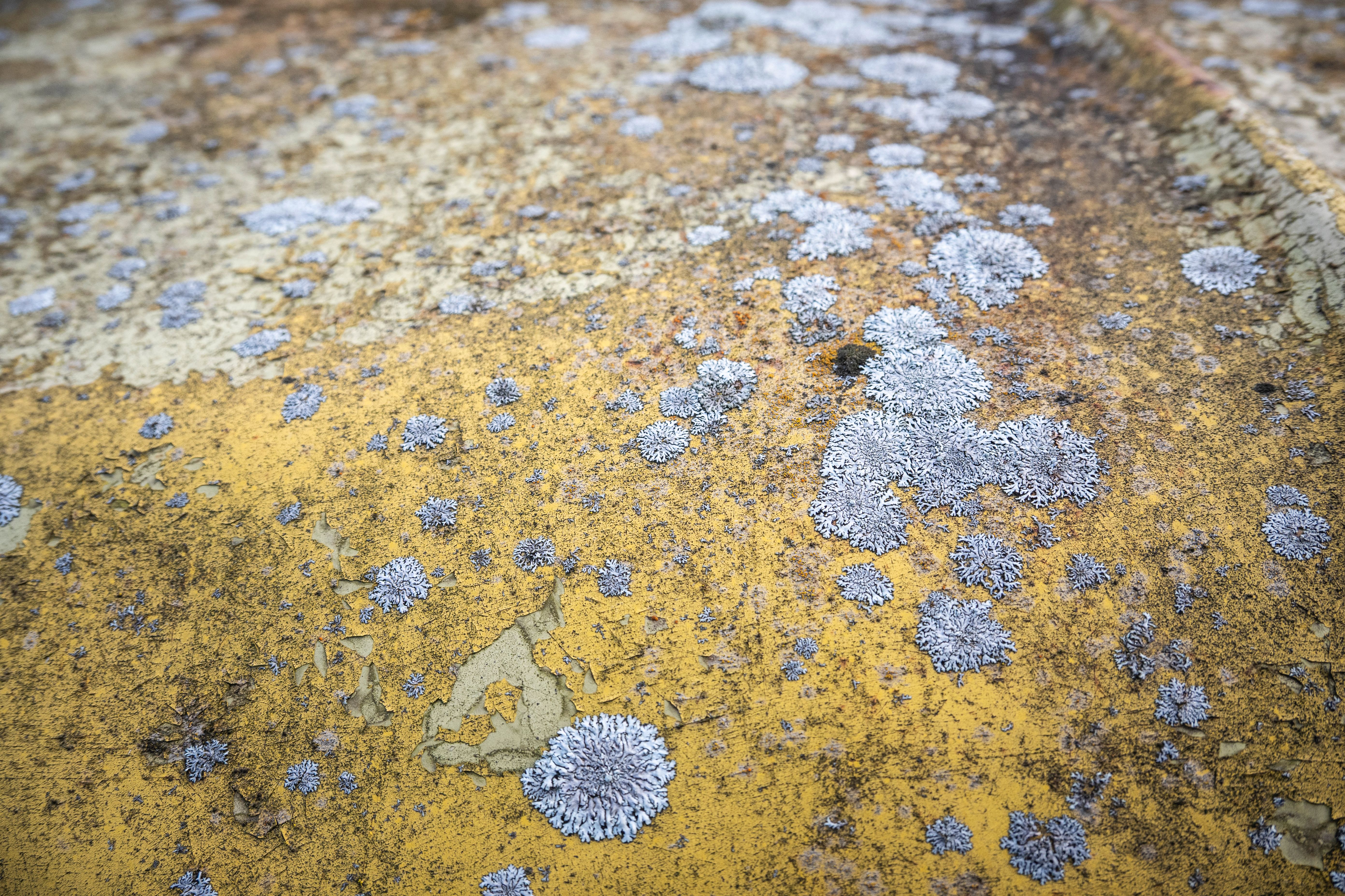 Close-up of Lichen Textures on Weathered Surface · Free Stock Photo