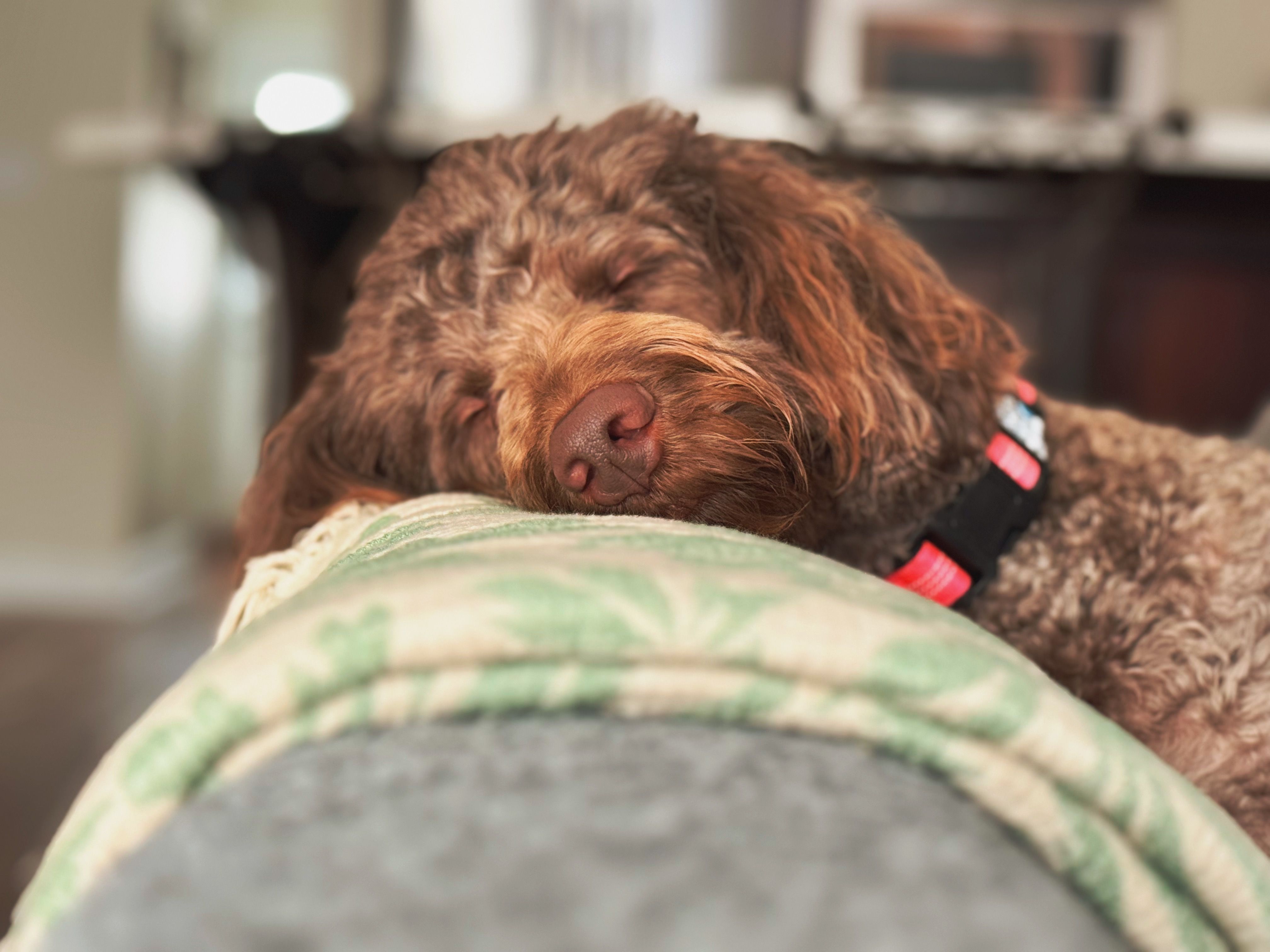 Cozy Brown Labradoodle Relaxing at Home · Free Stock Photo