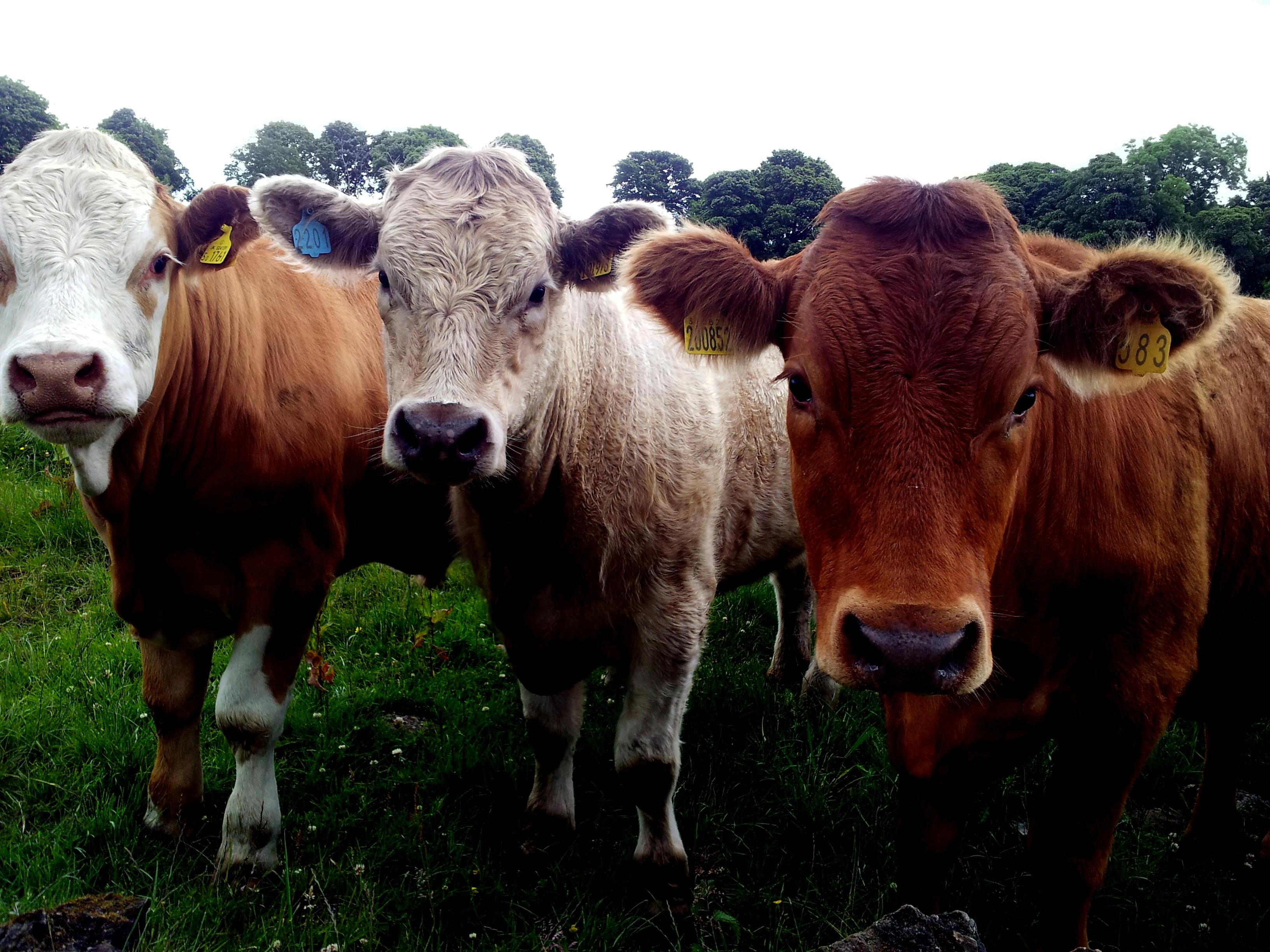 Free stock photo of beef, beefsteak, bull