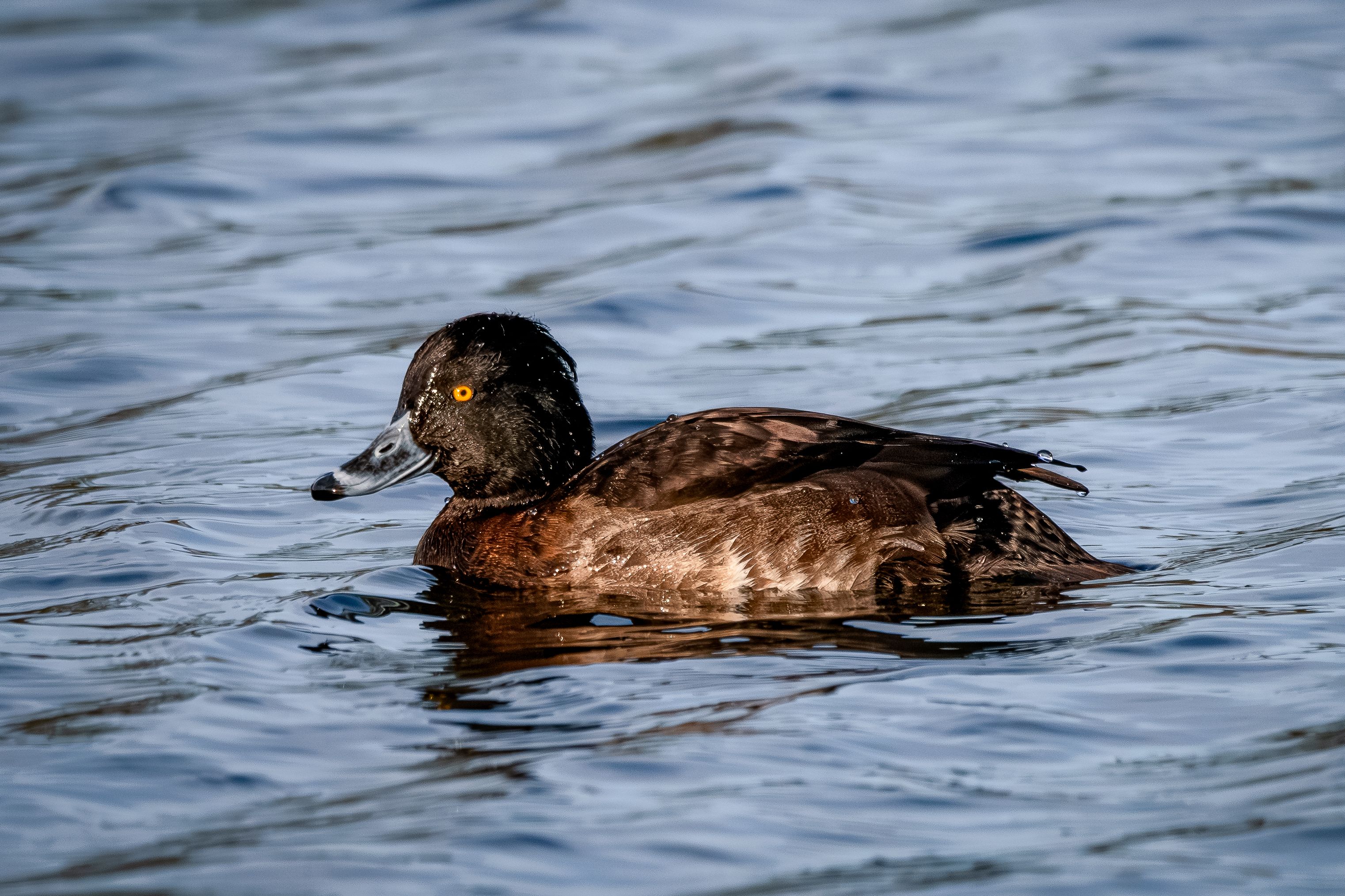 Female Tufted Duck Swimming in a Lake · Free Stock Photo
