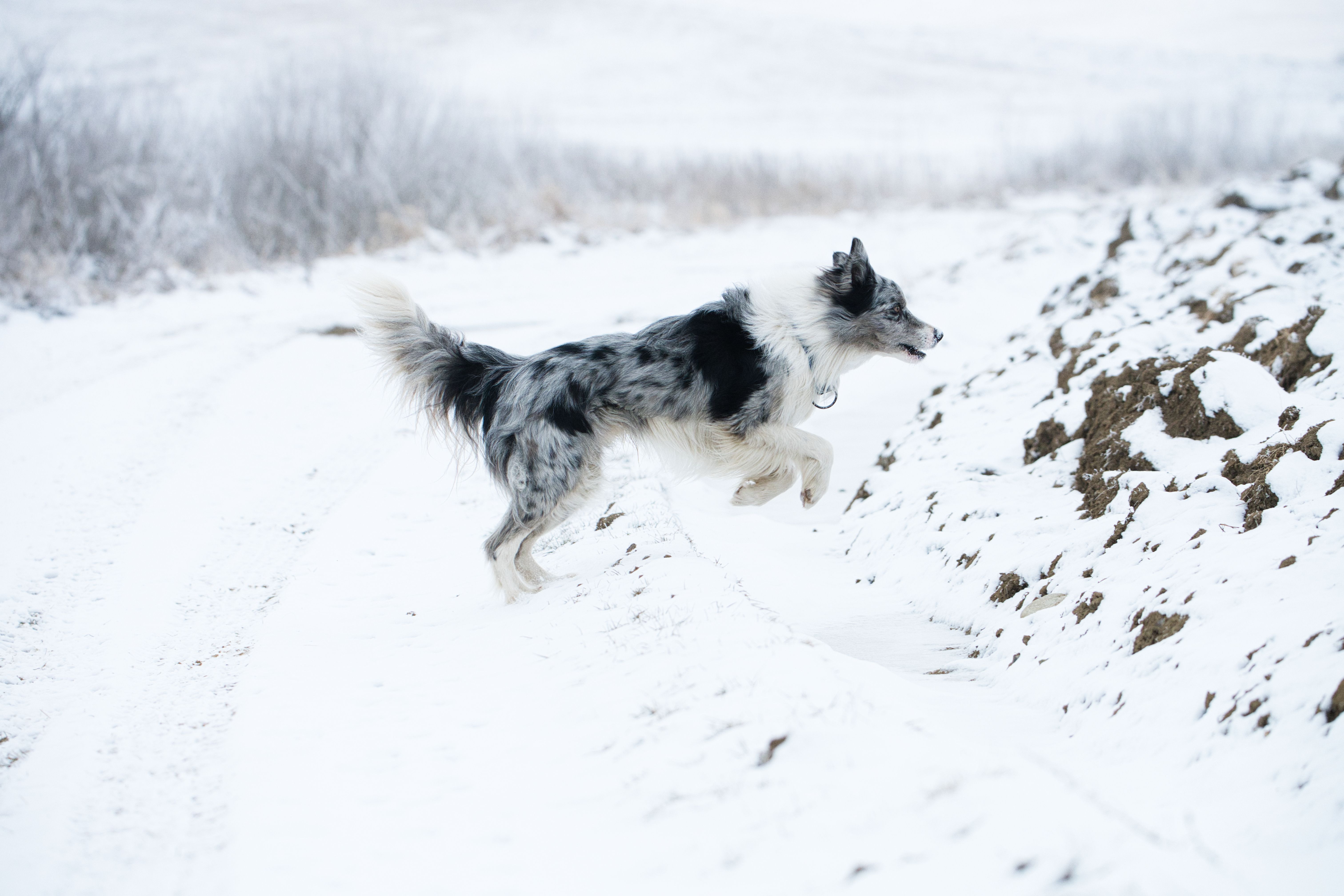 Border Collie Jumping in Snowy Landscape · Free Stock Photo