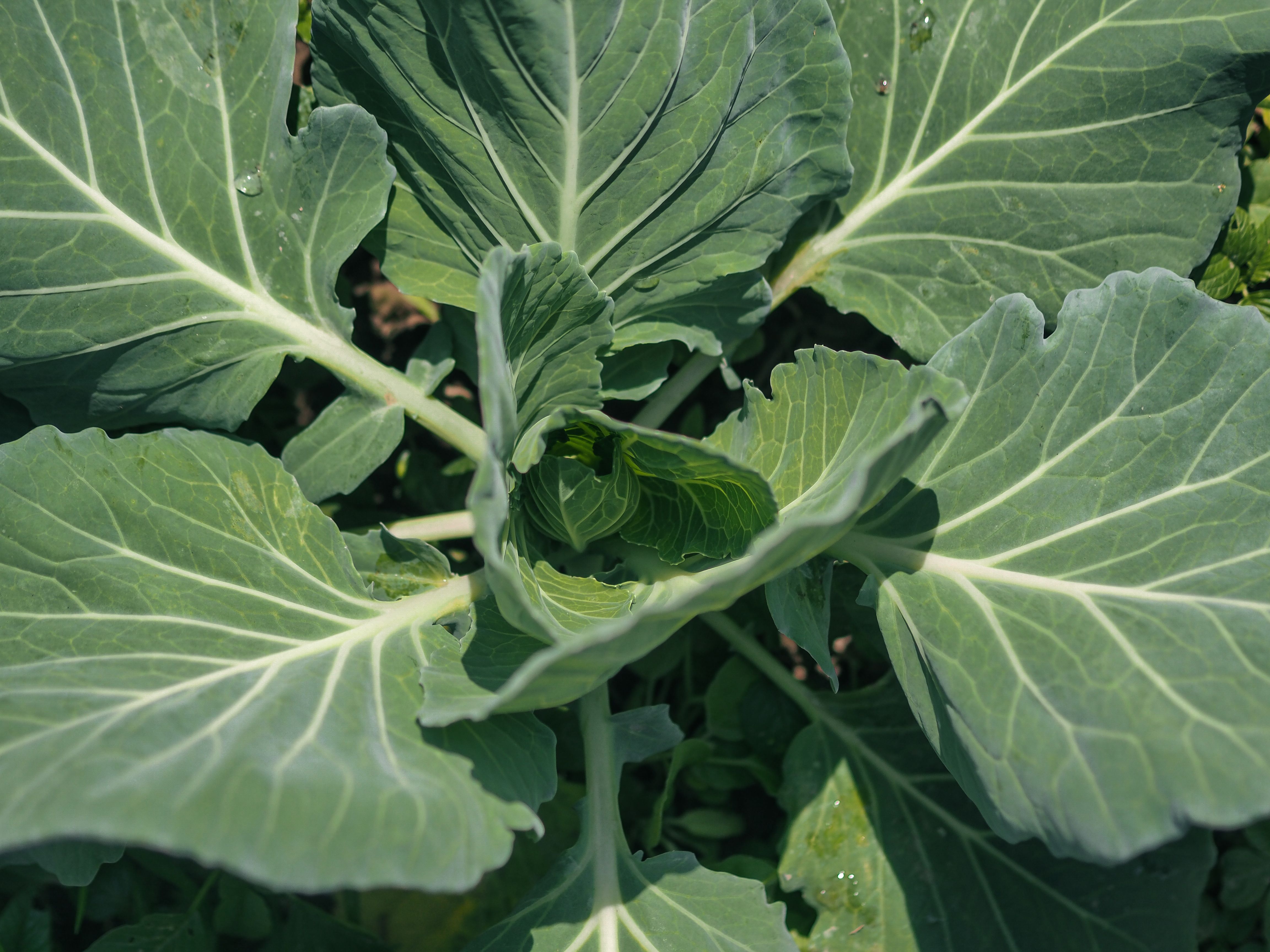 Green cabbage growing in garden · Free Stock Photo