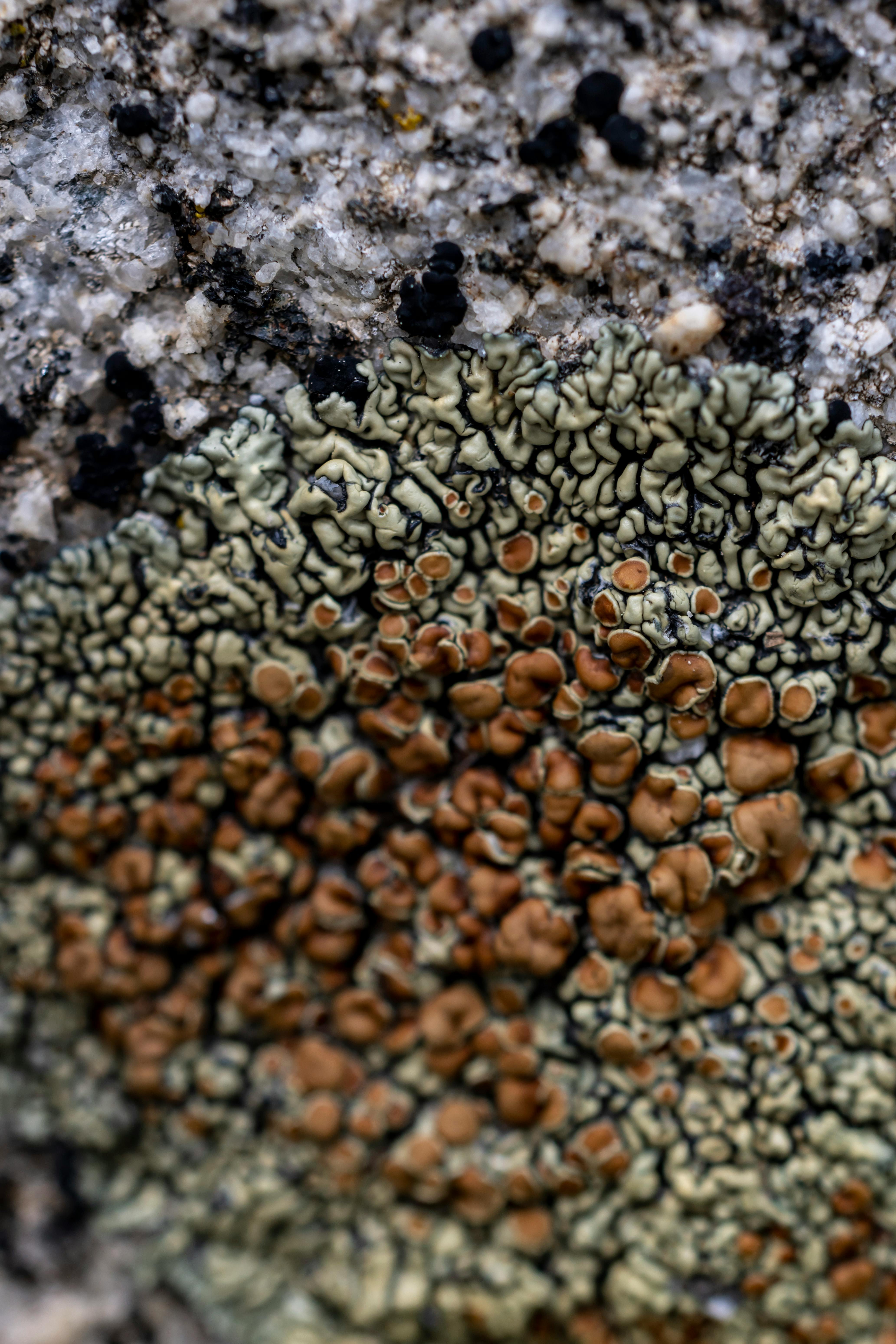 Close-up of Colorful Lichen on Rock Surface · Free Stock Photo