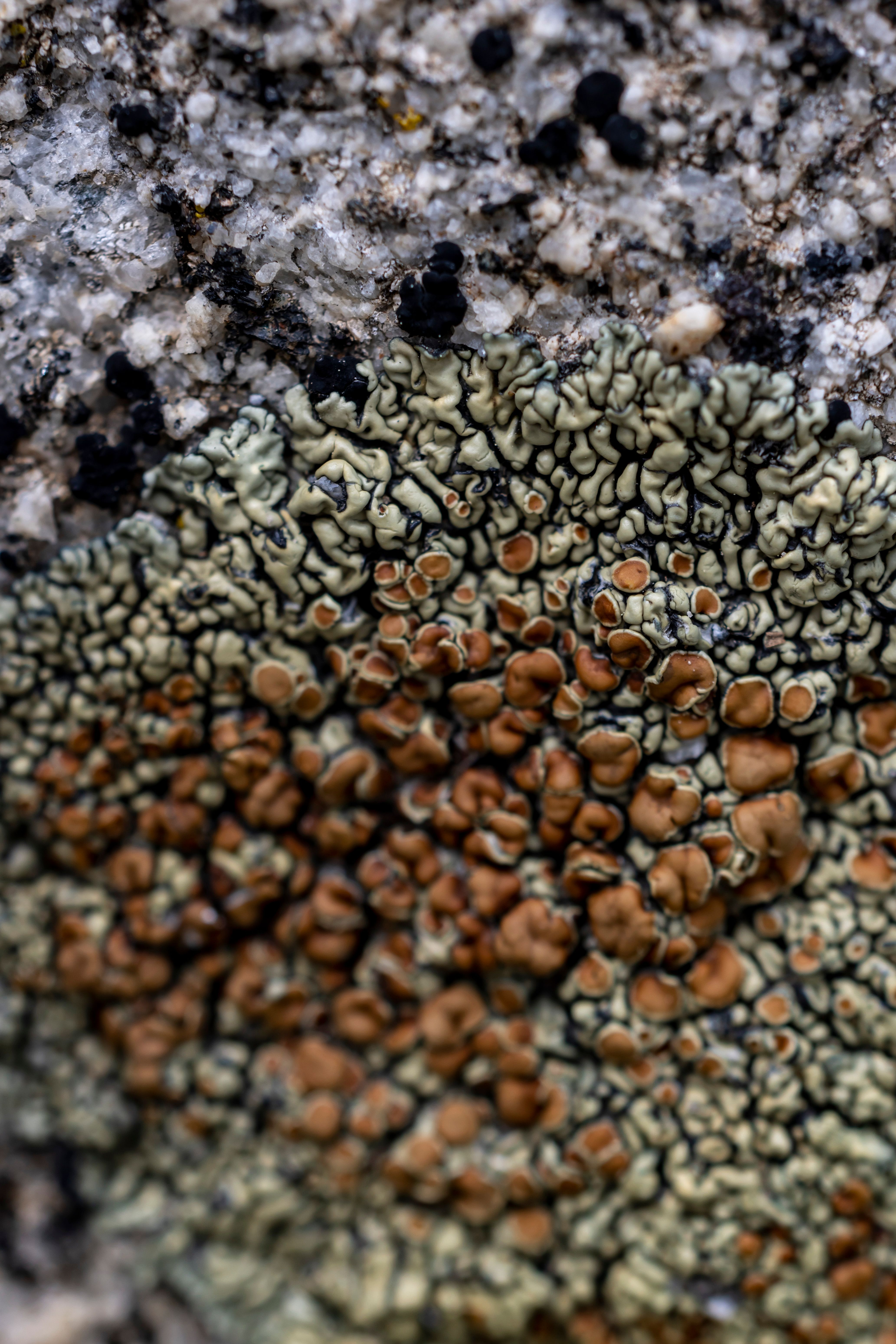 Close-up of Colorful Lichen on Rock Surface · Free Stock Photo