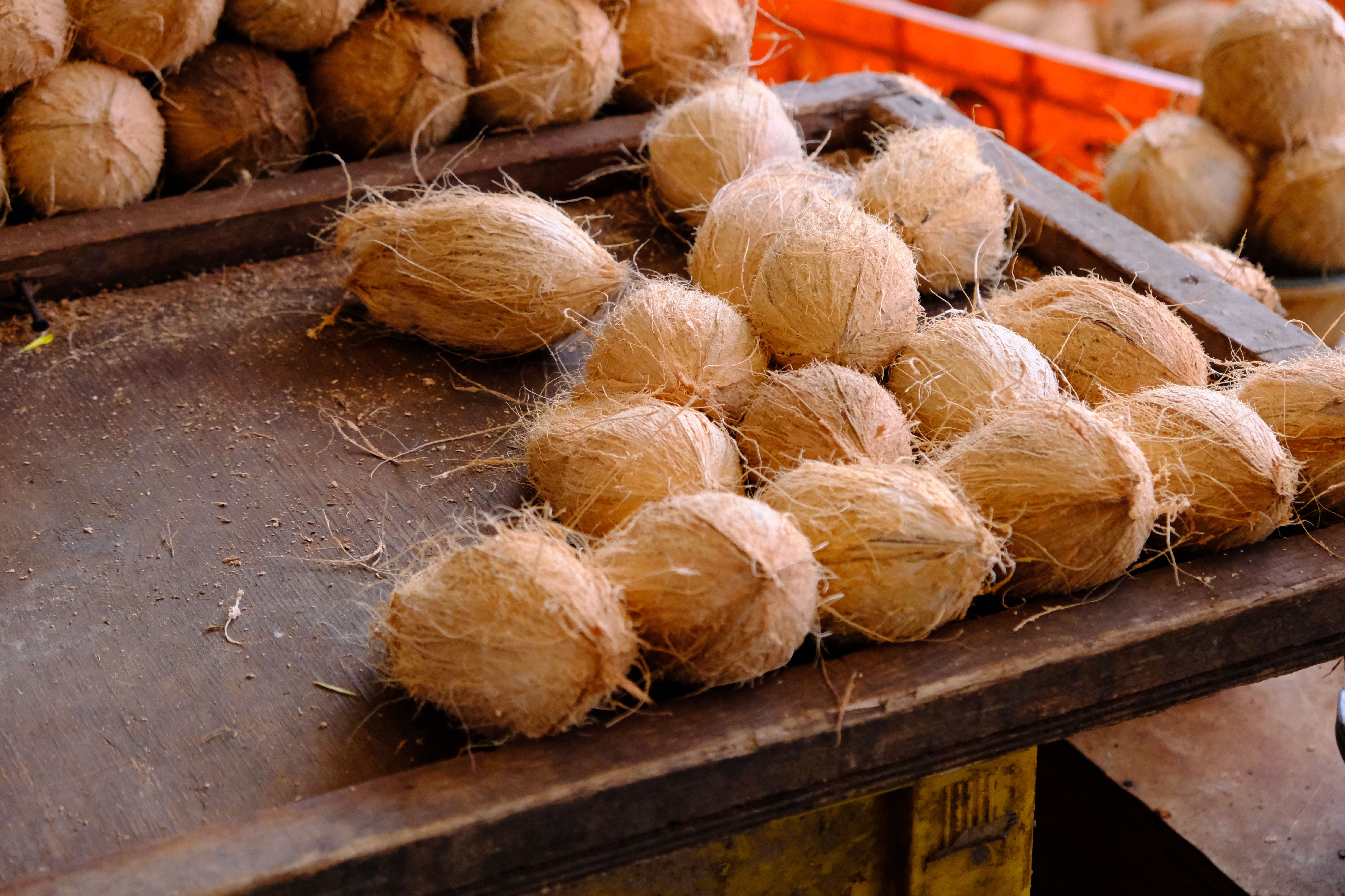 Coconuts Photos, Download The BEST Free Coconuts Stock Photos & HD Images