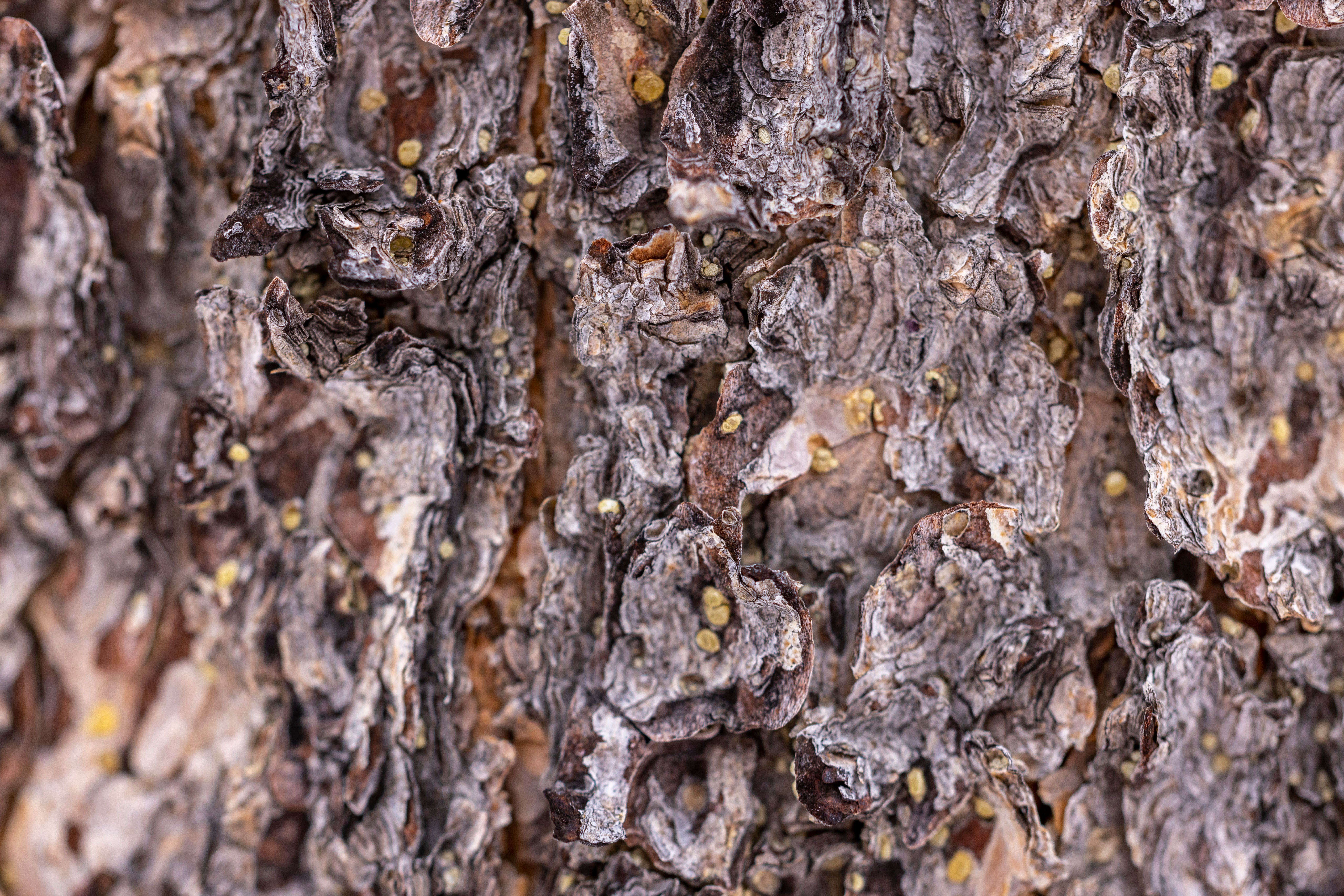 Close-up Detail of Rustic Tree Bark Texture · Free Stock Photo