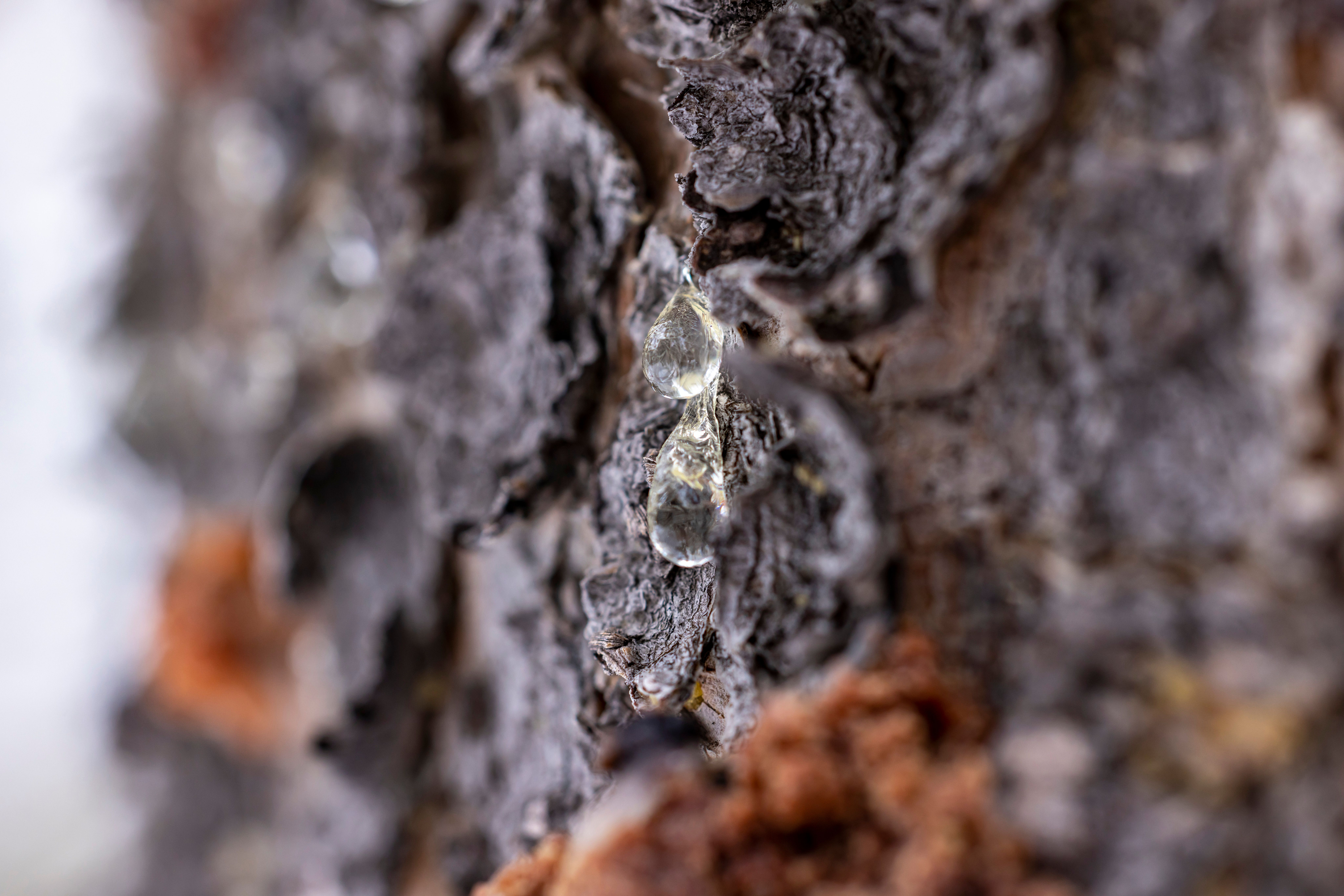 Close-up of Tree Resin Dripping on Bark · Free Stock Photo