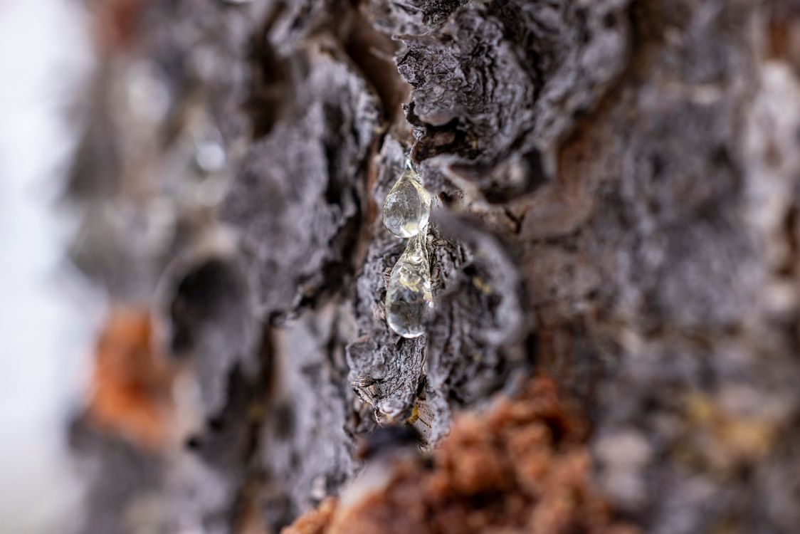 Close-up of Tree Resin Dripping on Bark · Free Stock Photo