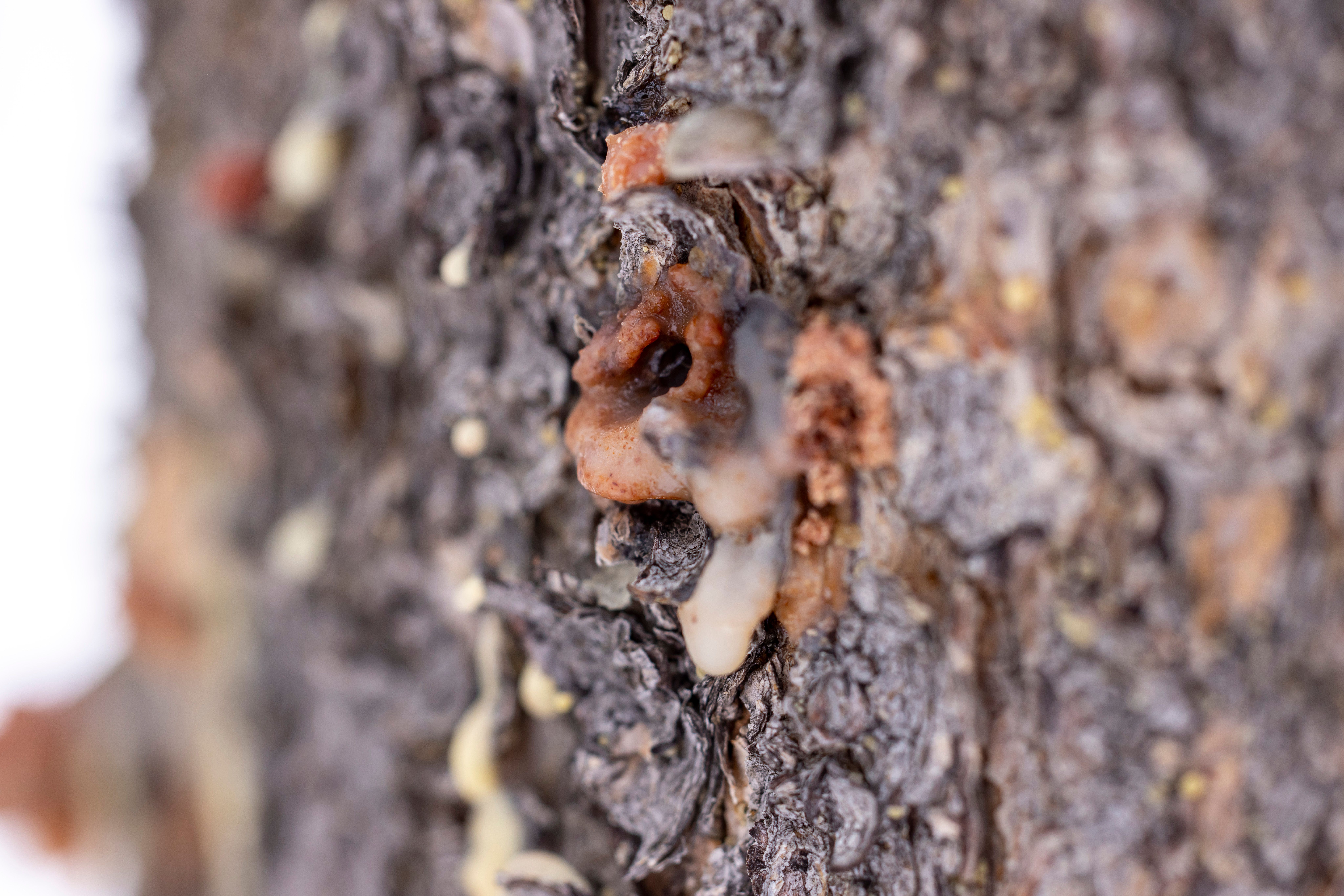 Close-up of Tree Bark with Sap Exudate · Free Stock Photo