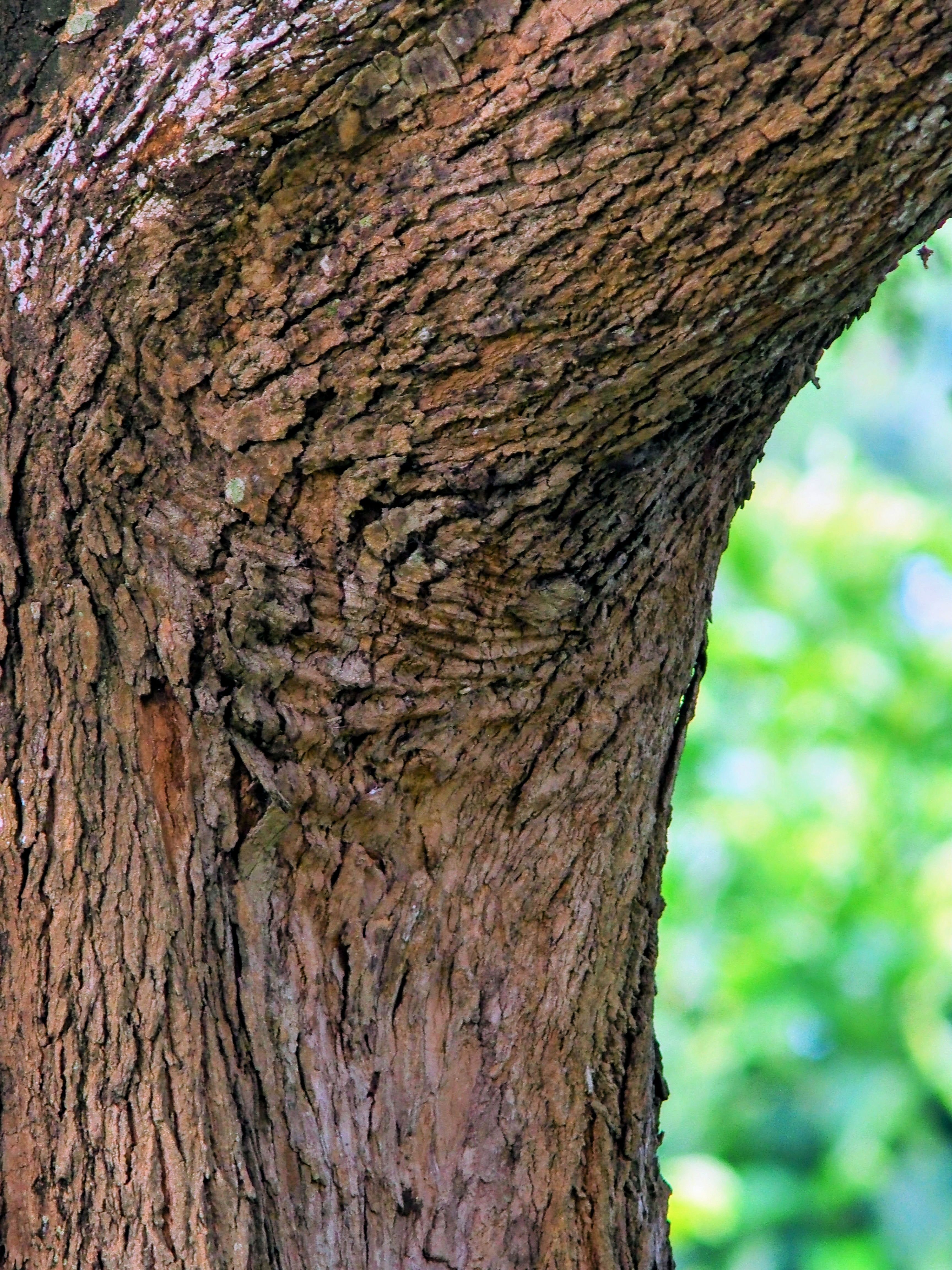 Trunk Photos, Download The BEST Free Trunk Stock Photos & HD Images