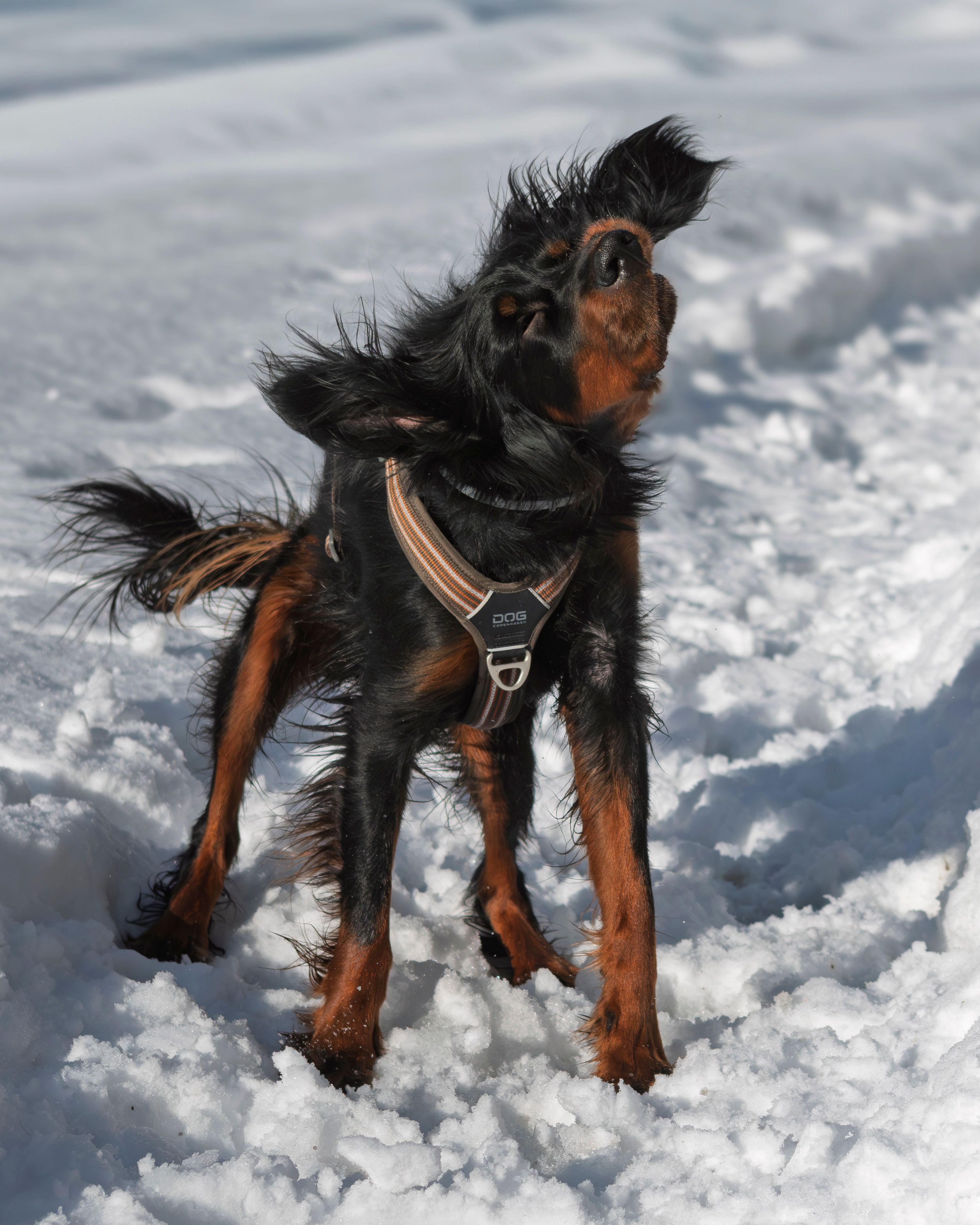 Playful Dog Shaking Off Snow in Winter Wonderland · Free Stock Photo