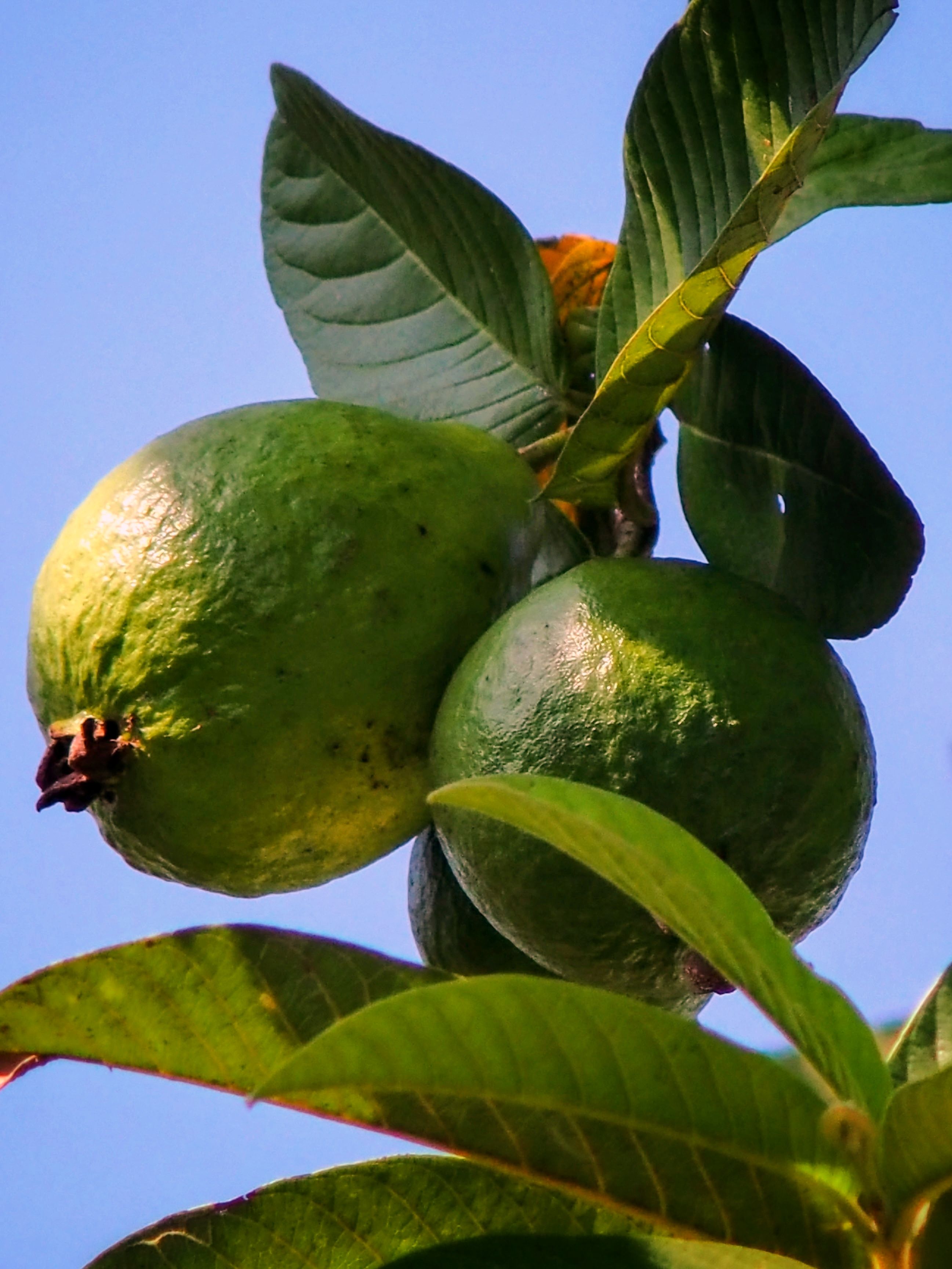 Fresh Green Guavas on a Tree in West Java · Free Stock Photo