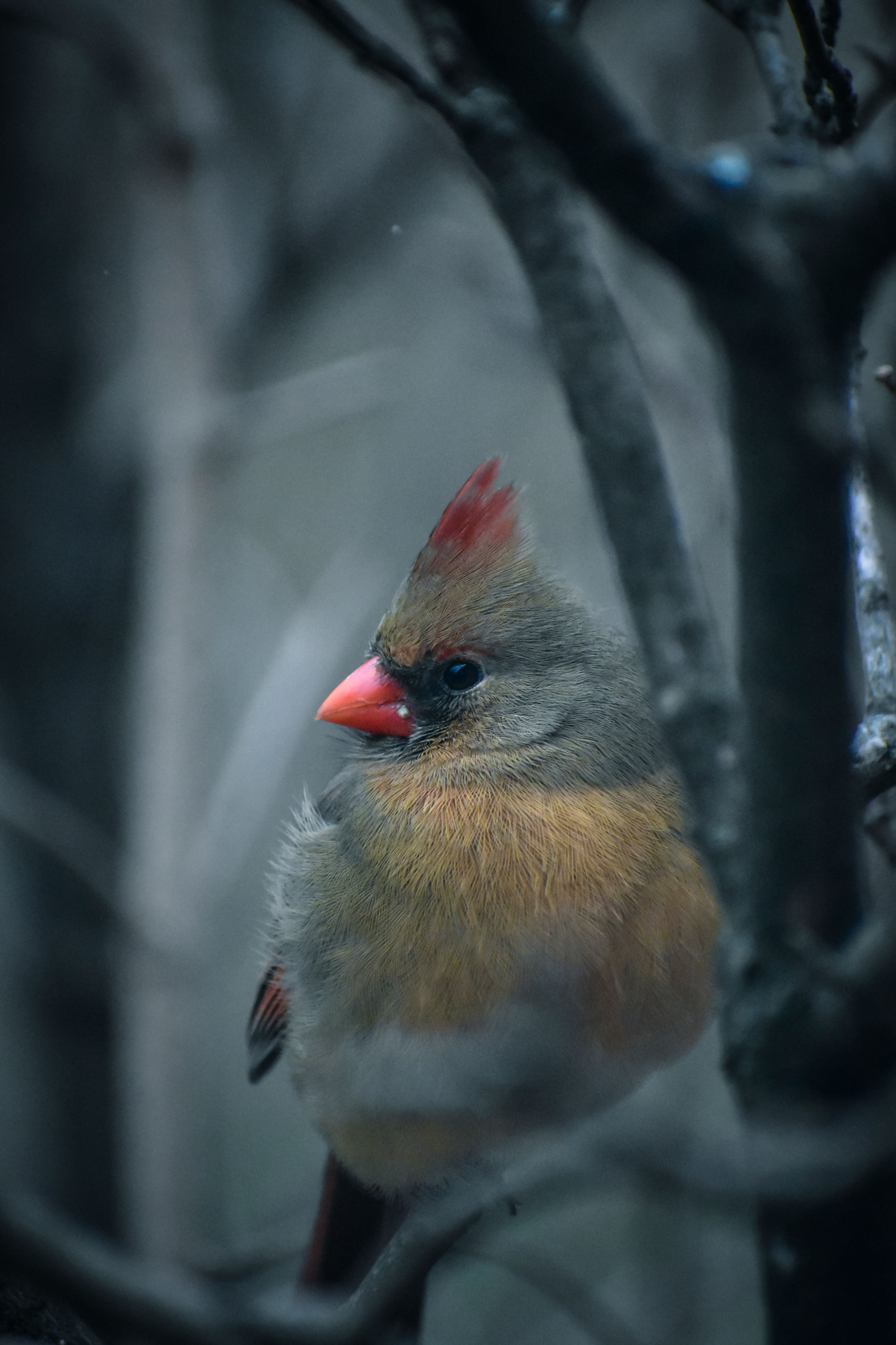 Back View Photo of Isolated Bird in Black Background · Free Stock Photo