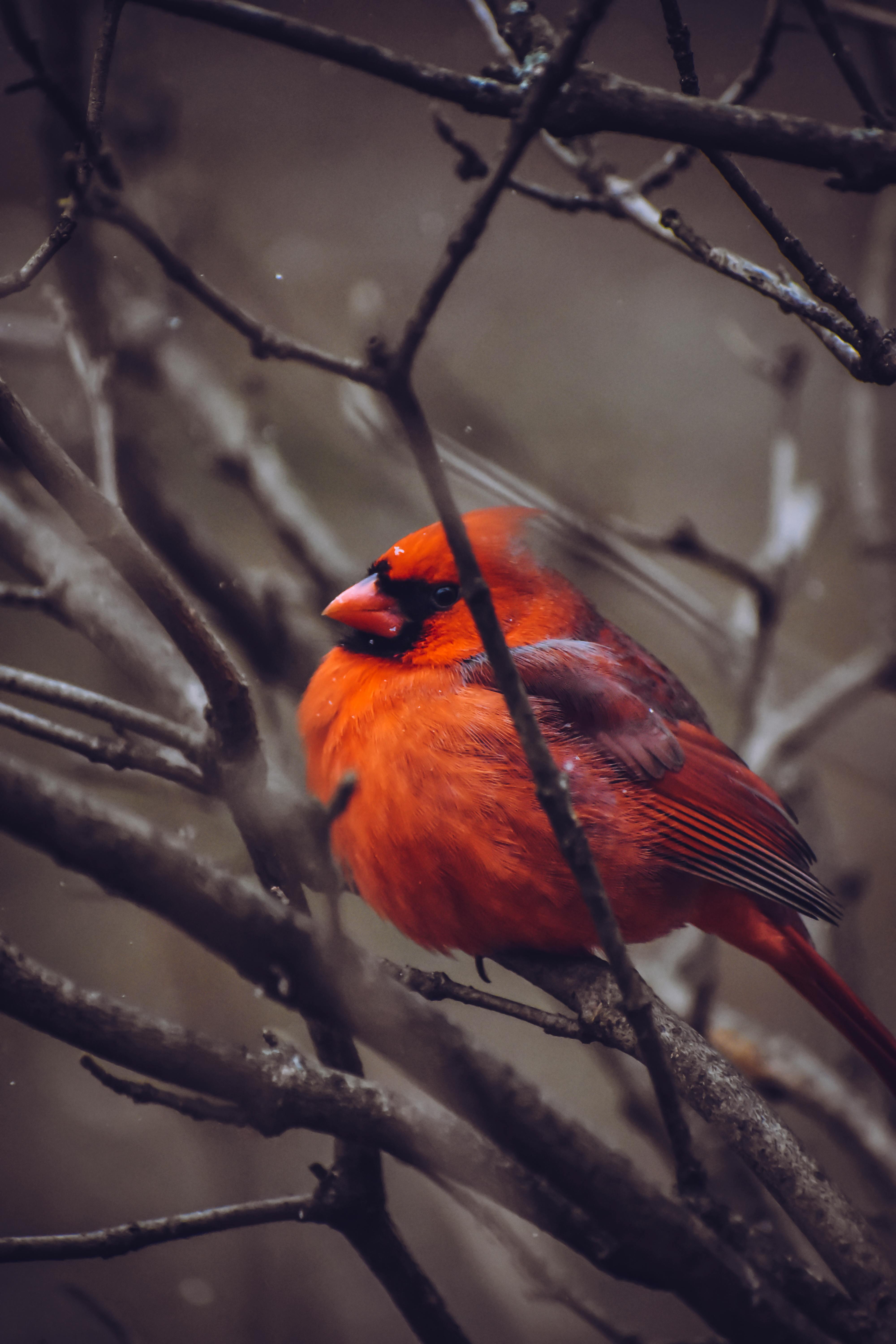 Red Cardinal Perched On Tree Branch · Free Stock Photo