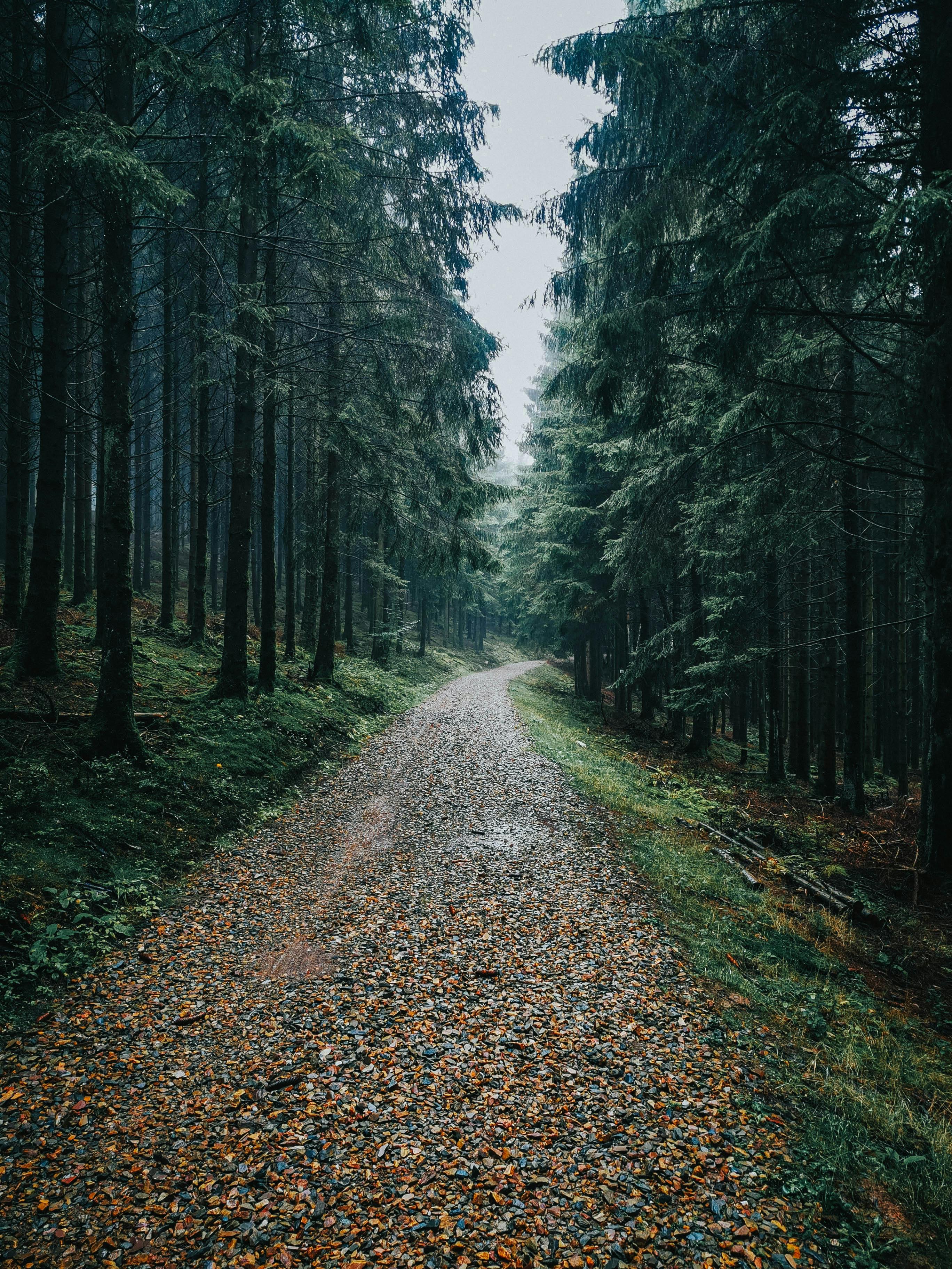 Green Trees In Between A Path · Free Stock Photo