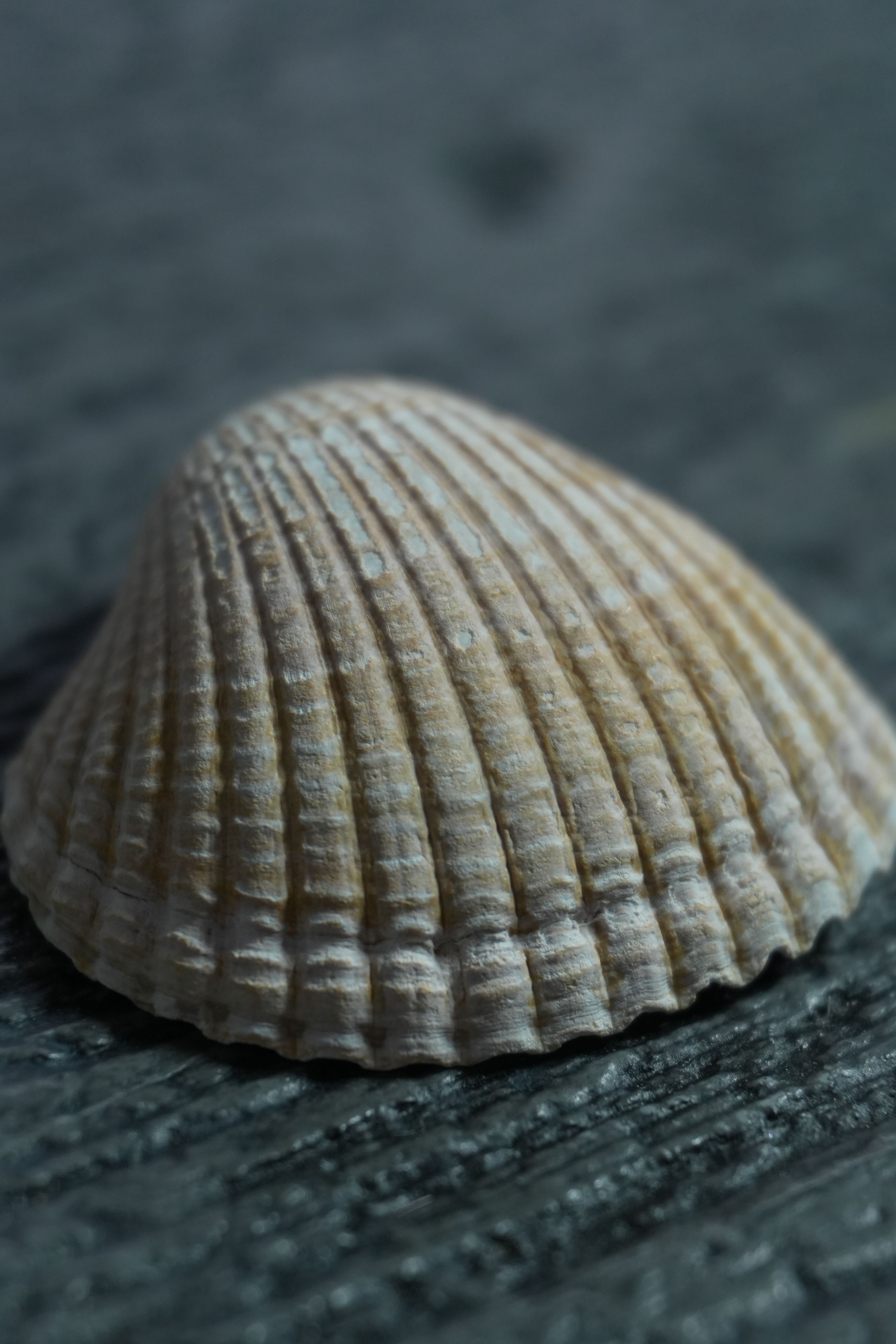 10,000+ Best Shell Photos · 100% Free Download · Pexels Stock Photos