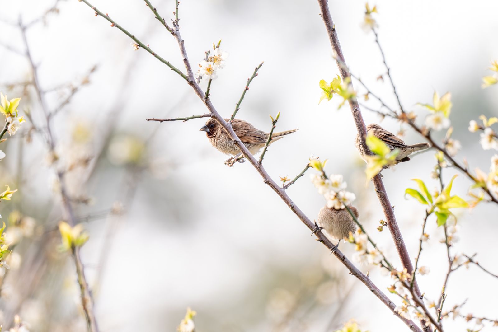 Sparrows On A Branch Enjoy Spring Blooms Photos, Download The BEST Free ...