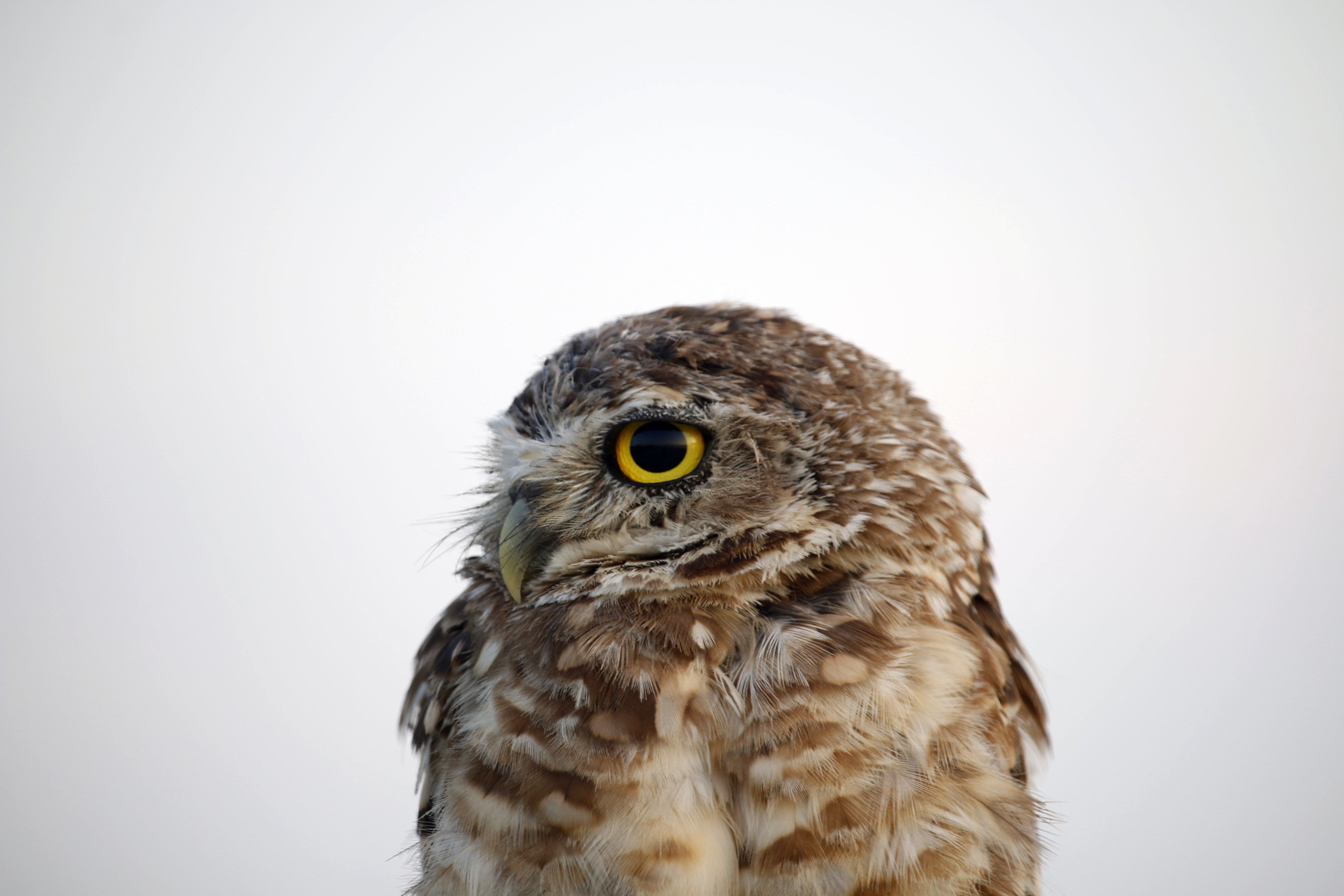Brown Owl · Free Stock Photo